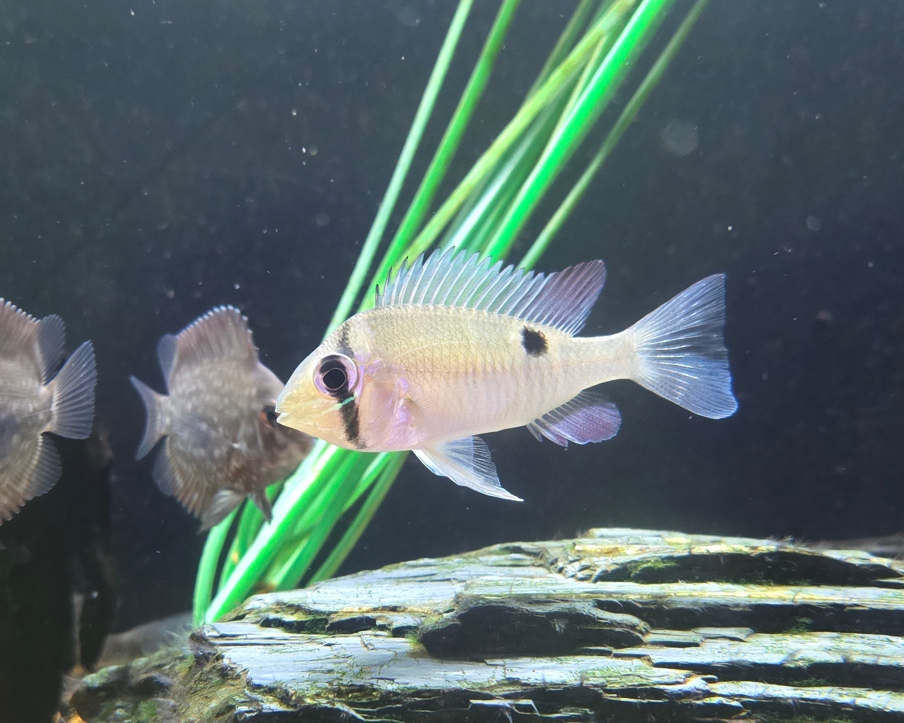 Cupid Cichlid