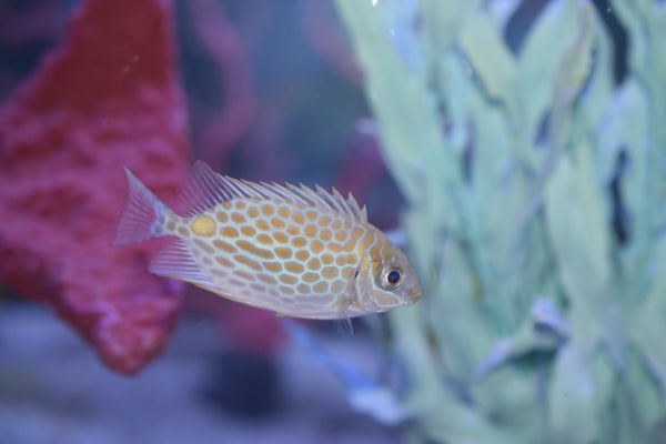 Guttatus Rabbitfish