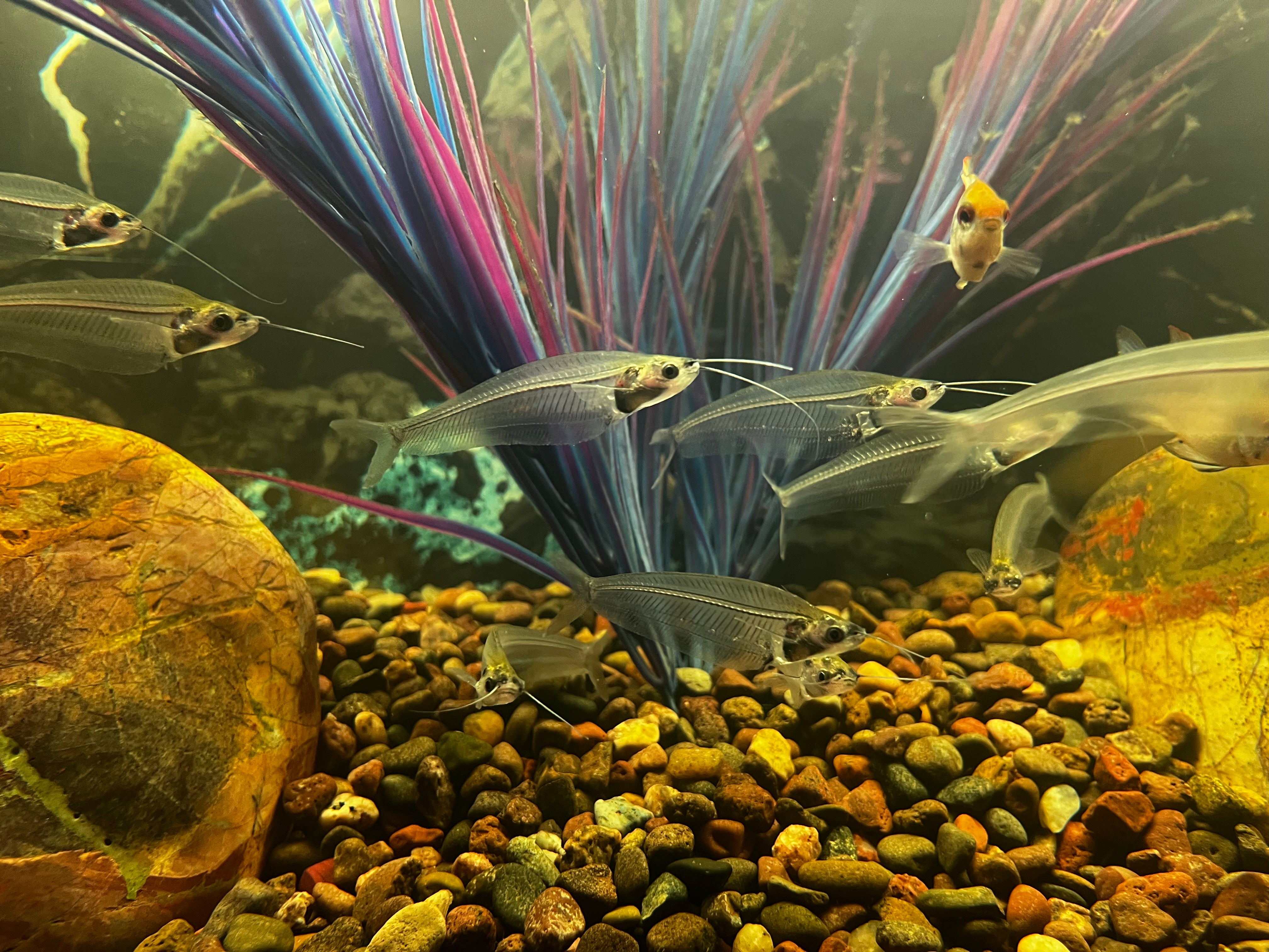 Glass Catfish