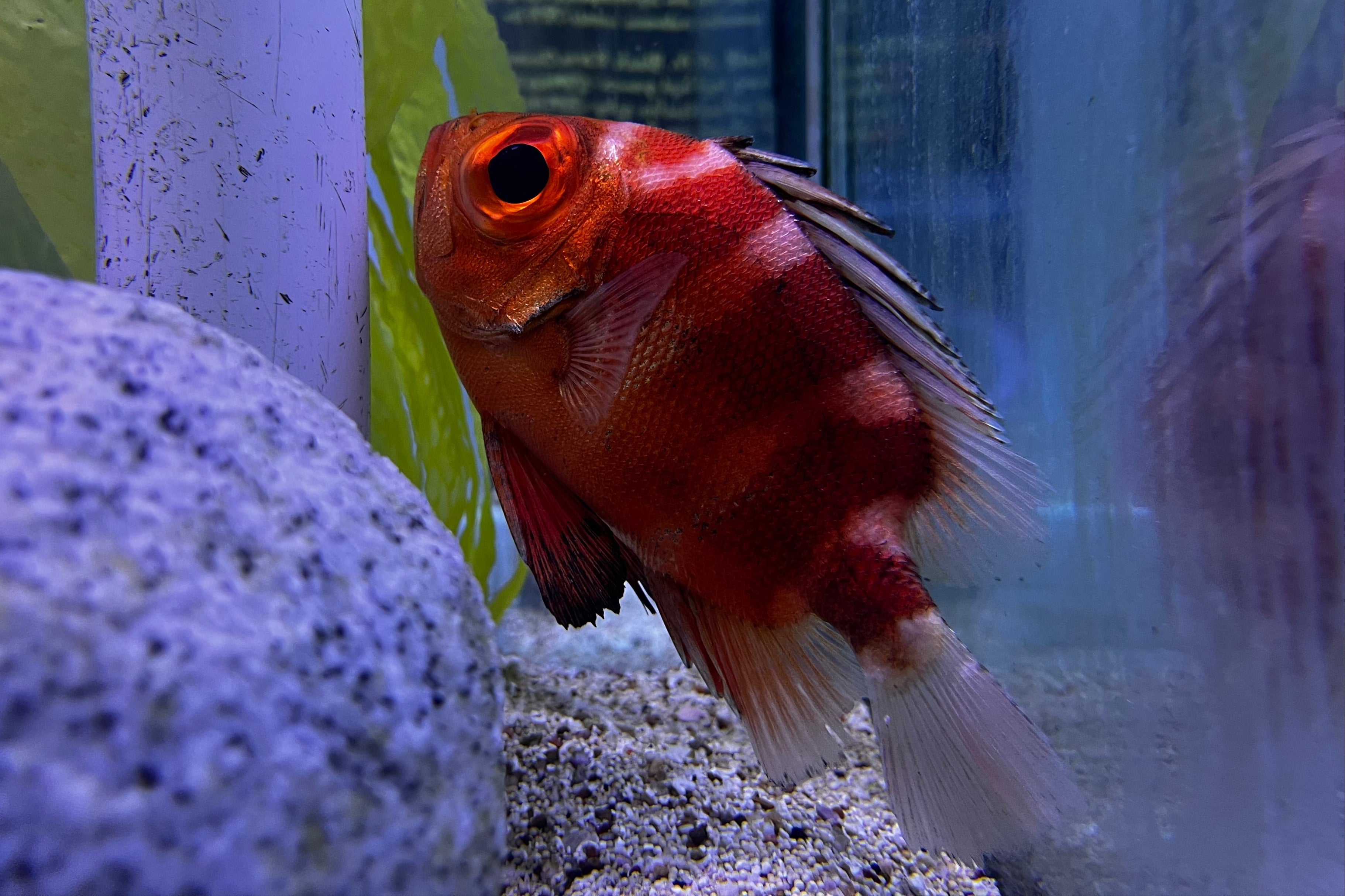 Japanese White-Bar Big Eye Catalufa