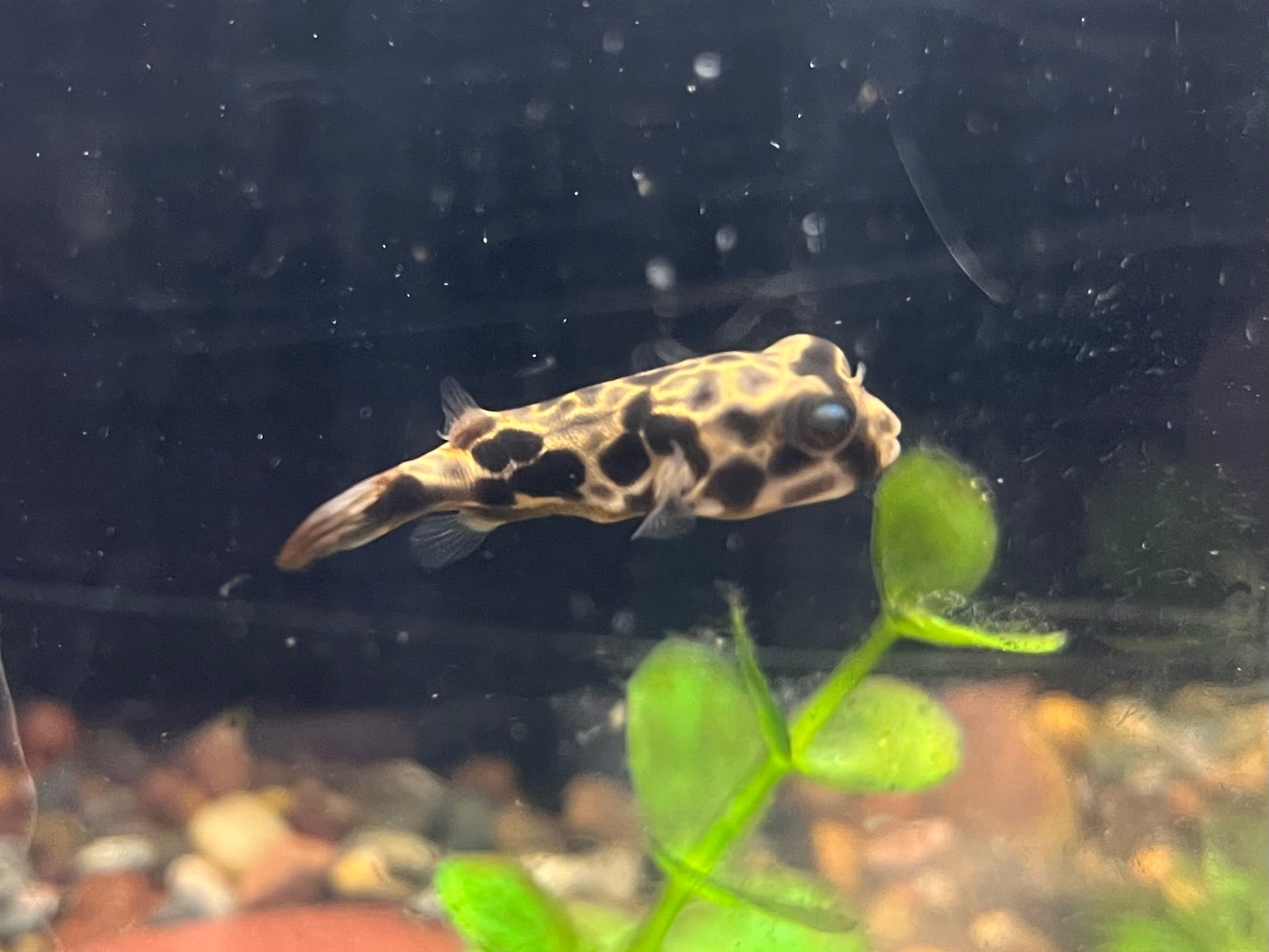 Mbu Puffer