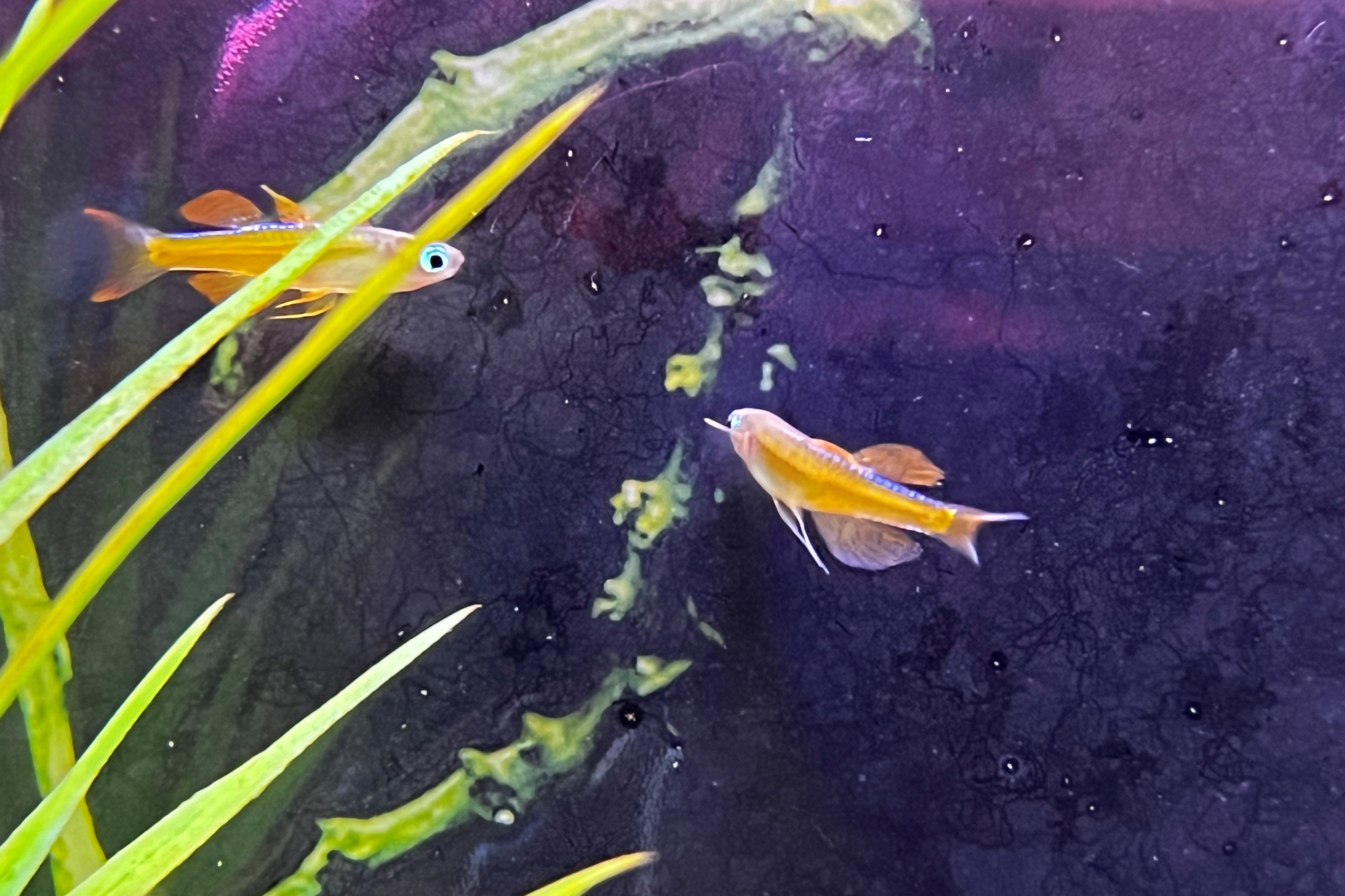 Luminatus Rainbow