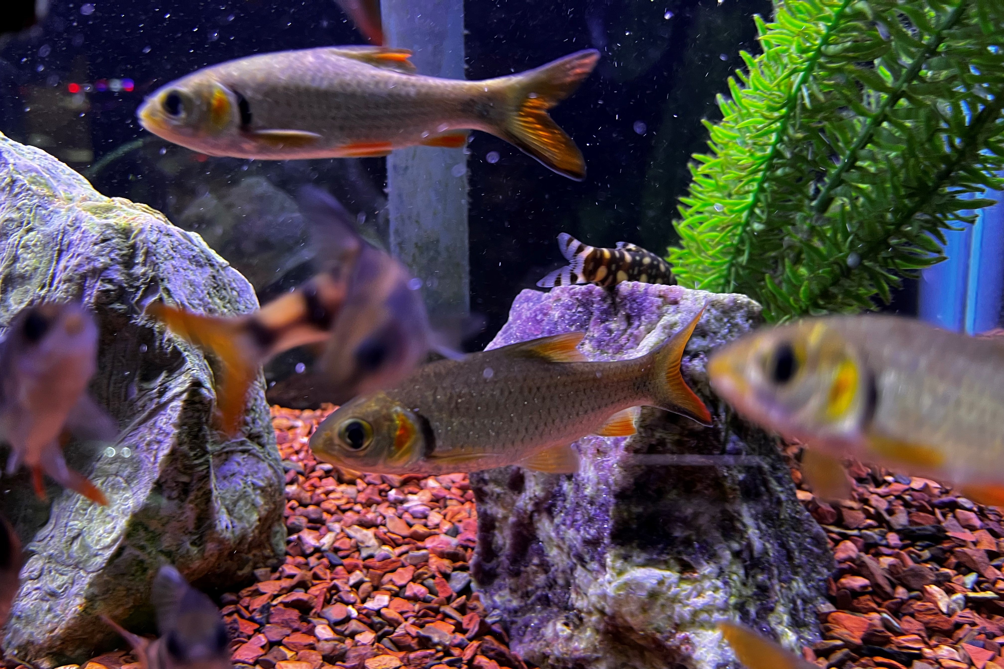 Burmese Red Cheek Barb