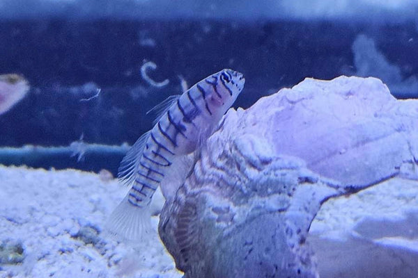 Tiger Marcrodon Goby