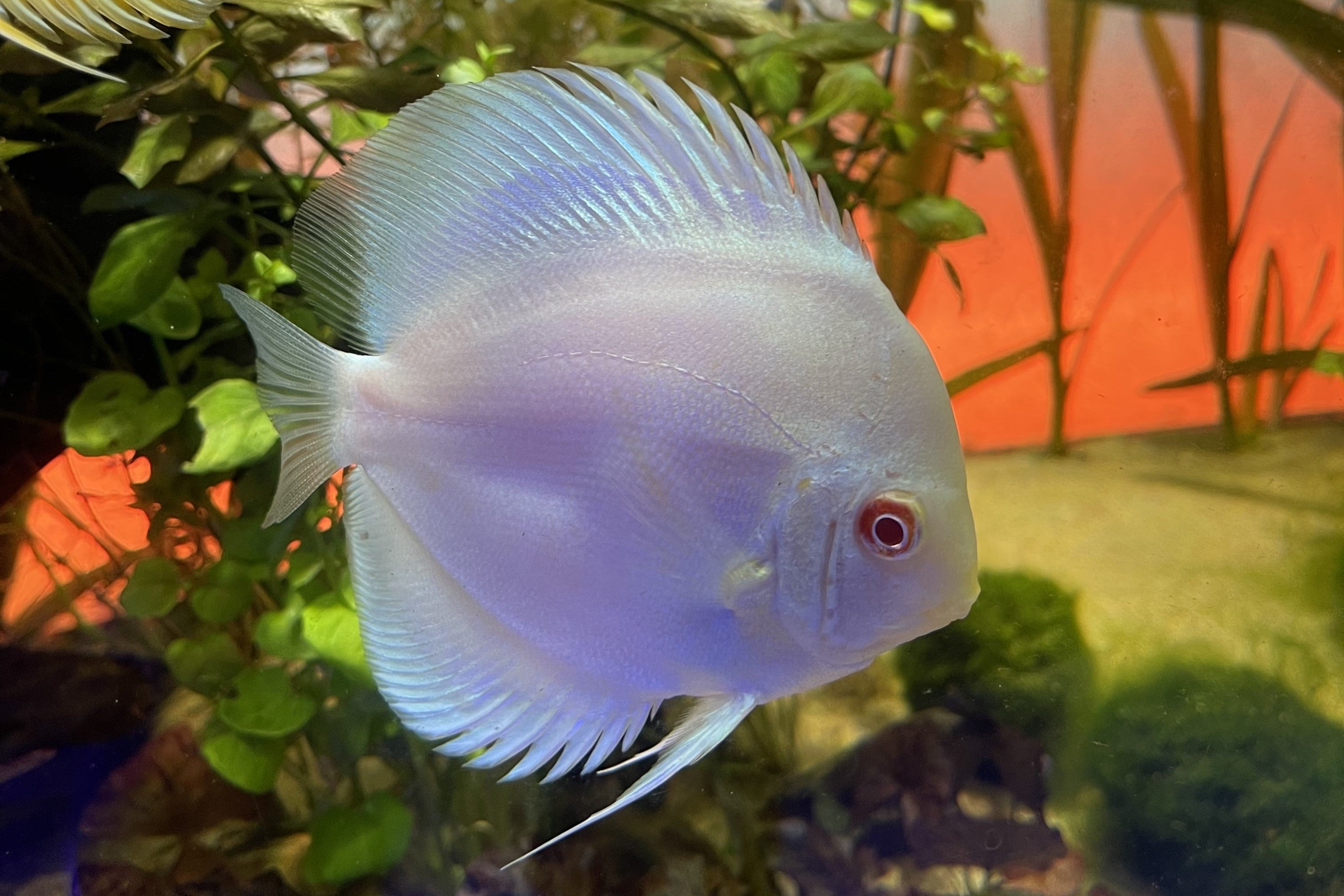 Albino Blue Diamond Discus