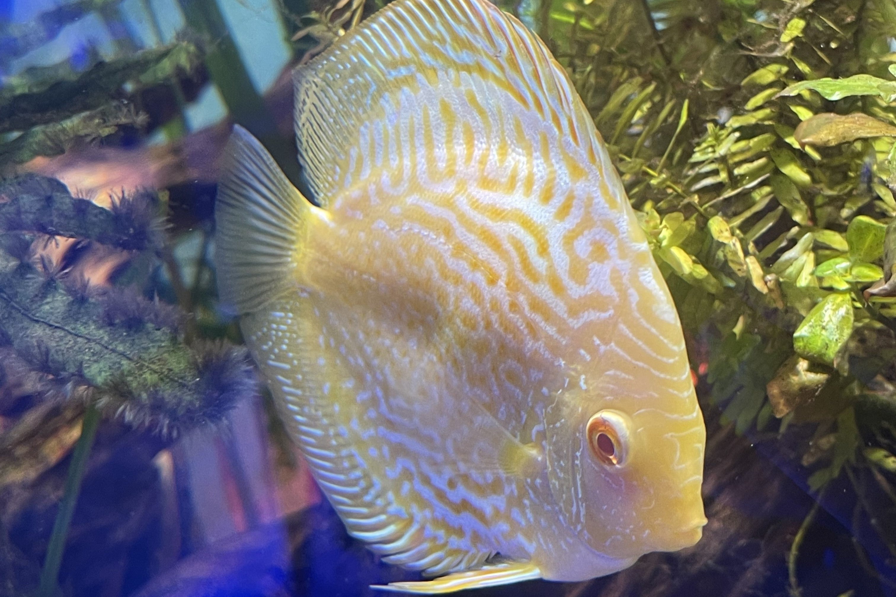 Albino Yellow Panda Checkerboard Discus