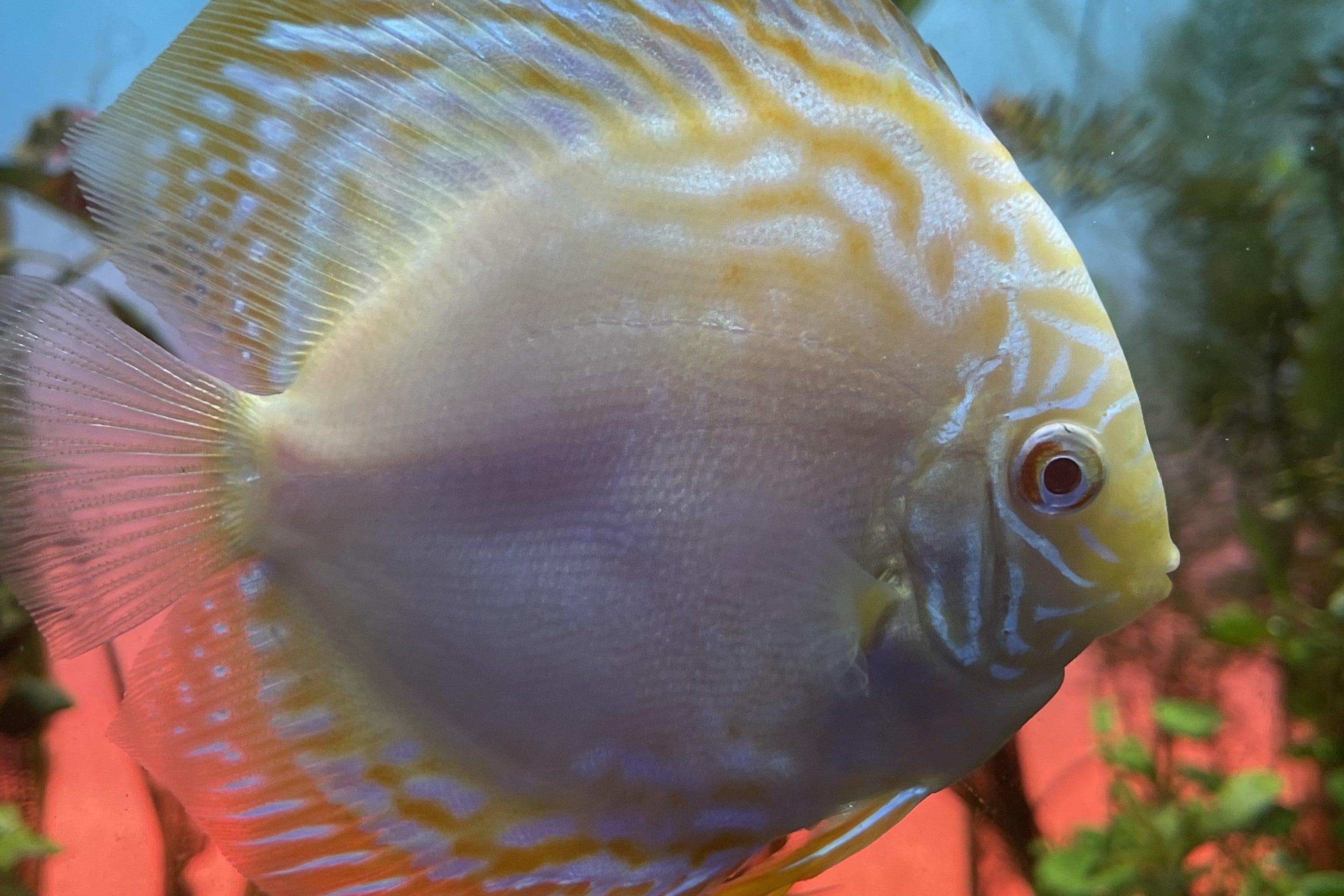 Albino Yellow Panda Checkerboard Discus