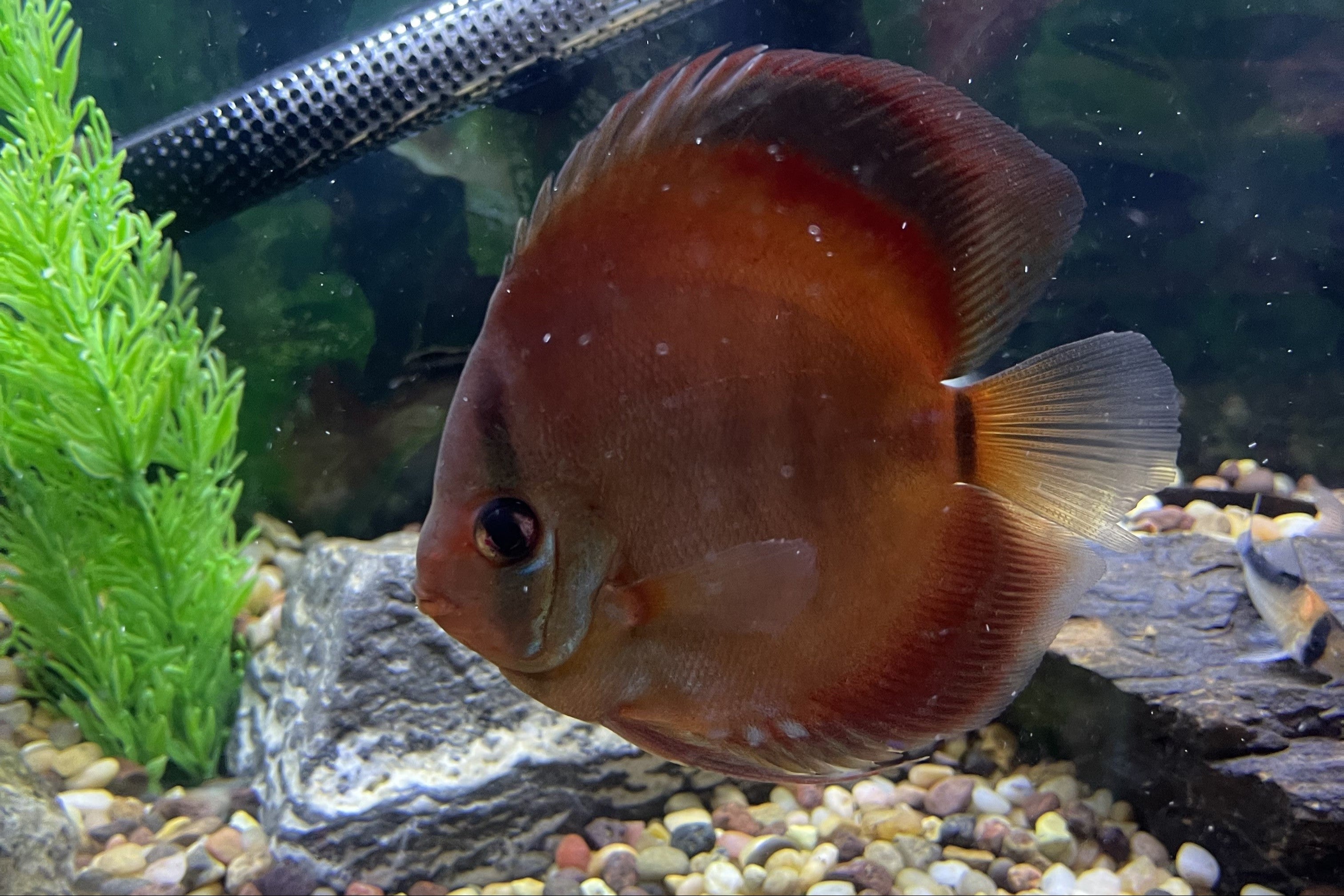 Alenquer Red Discus