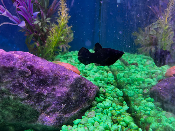 Black Molly