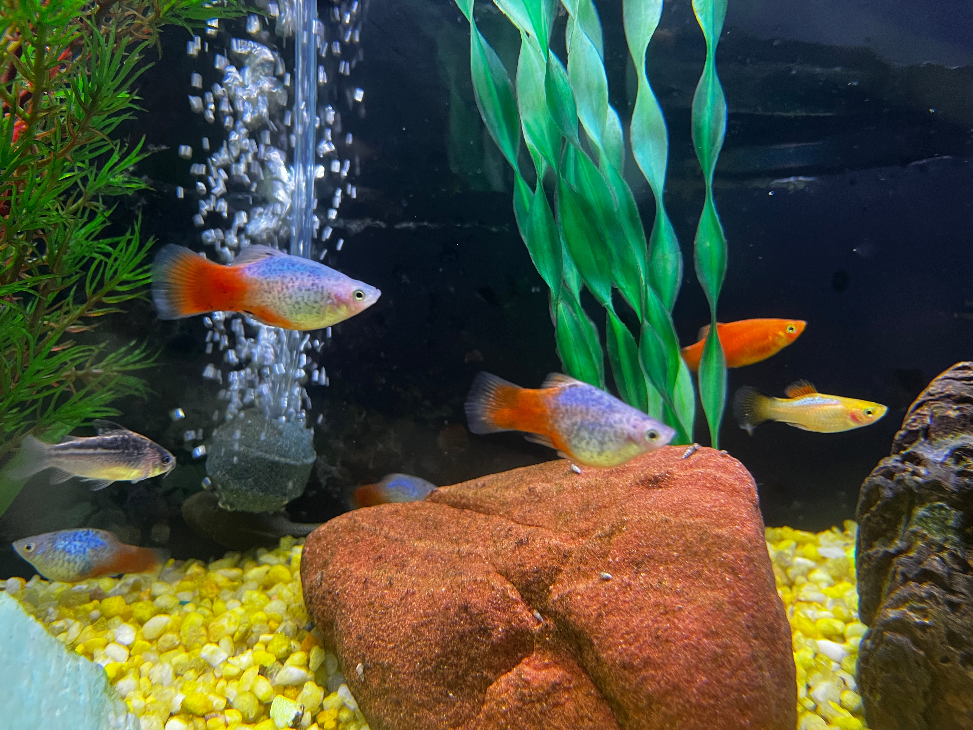 Blue Calico Platy