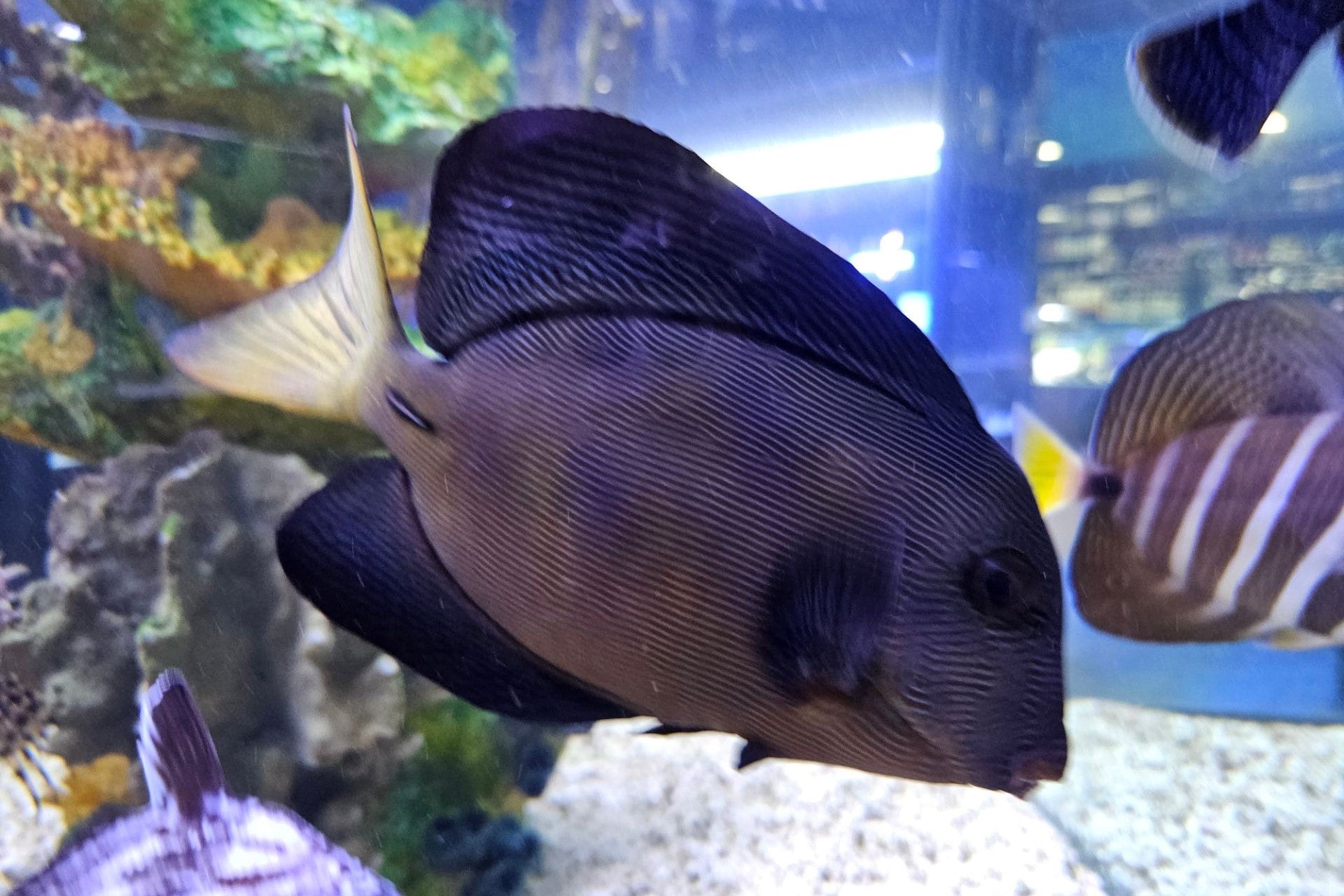 Chevron Tang