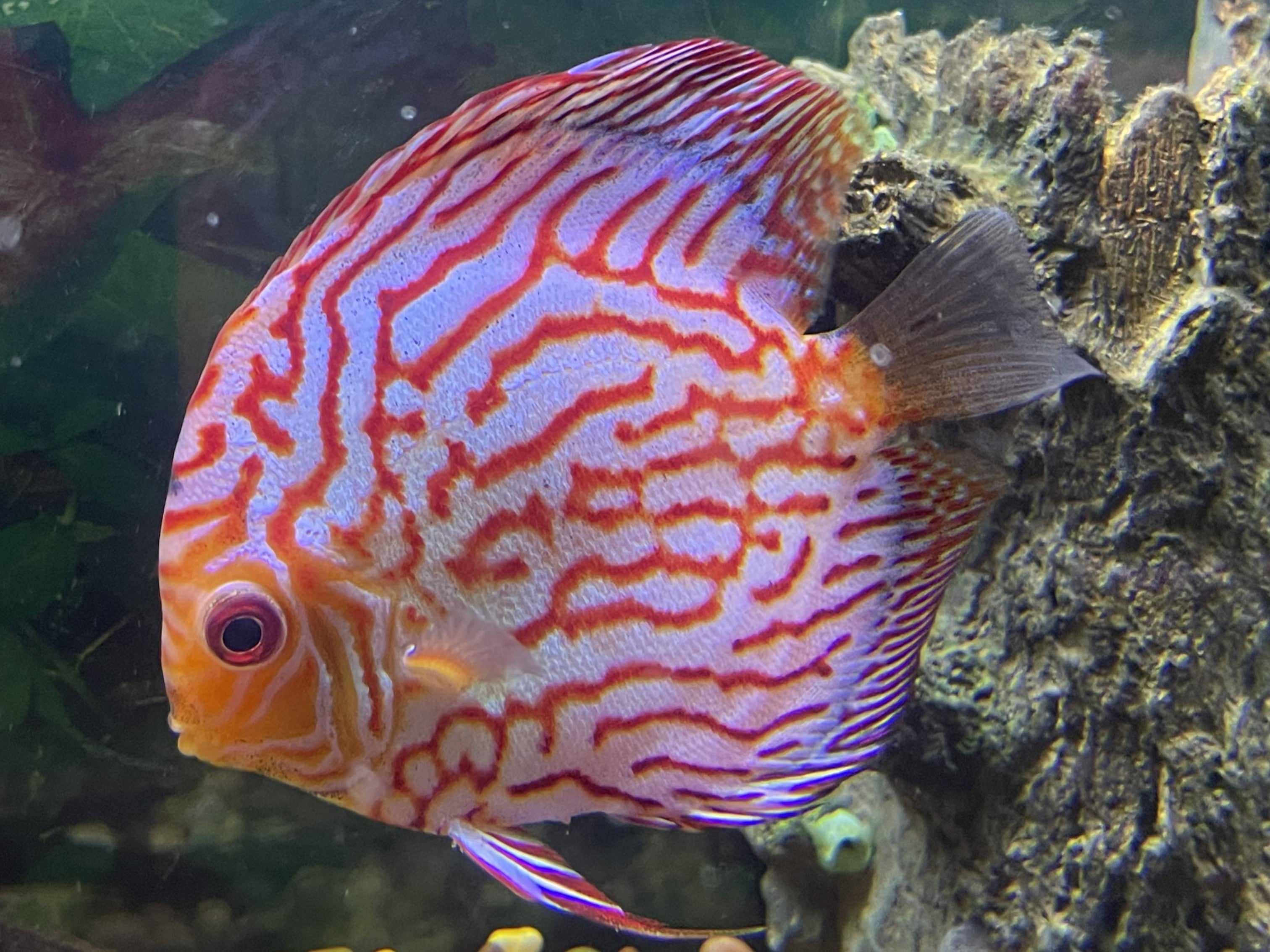 Red Panda Checkerboard Discus