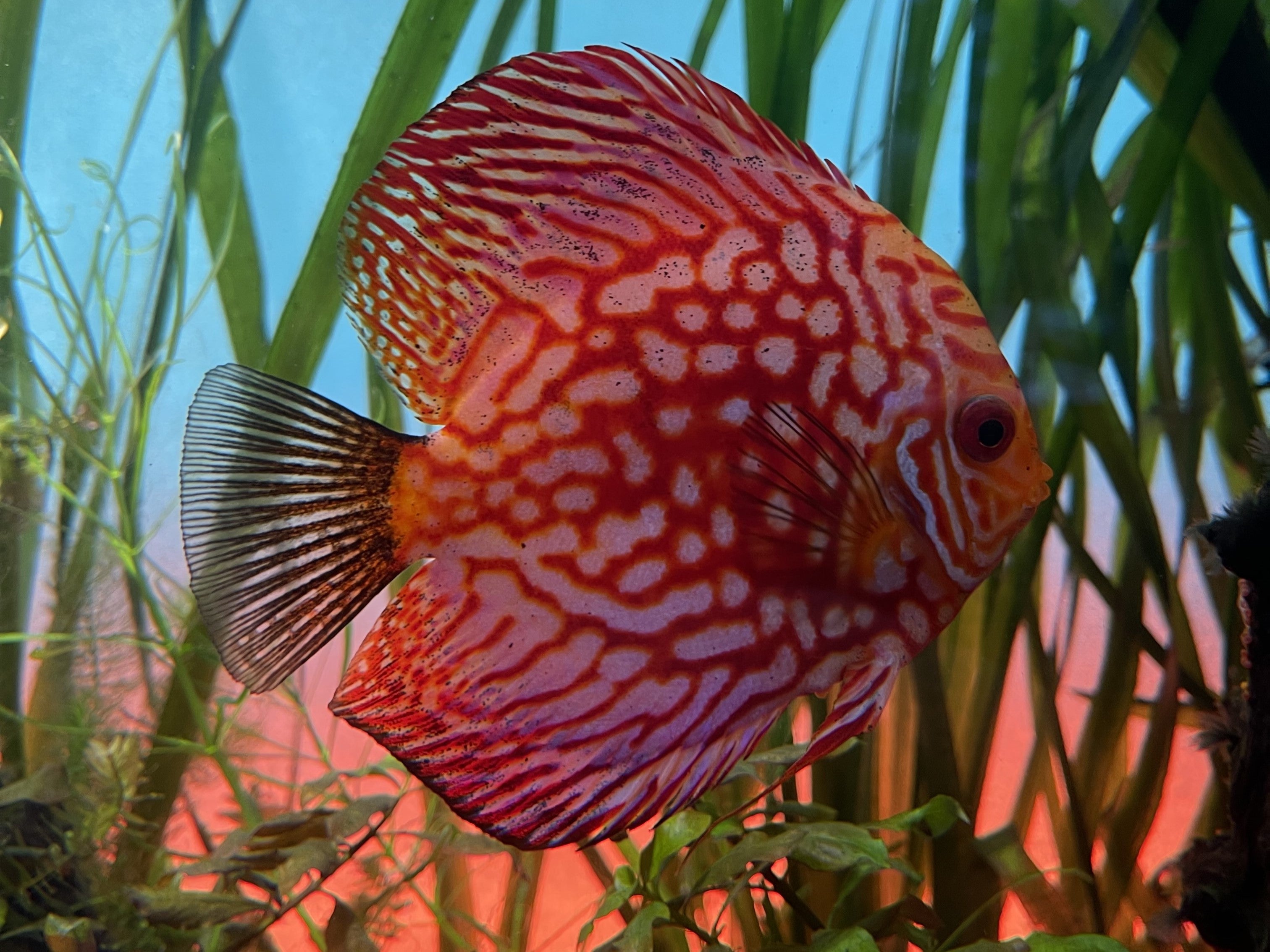 Red Panda Checkerboard Discus