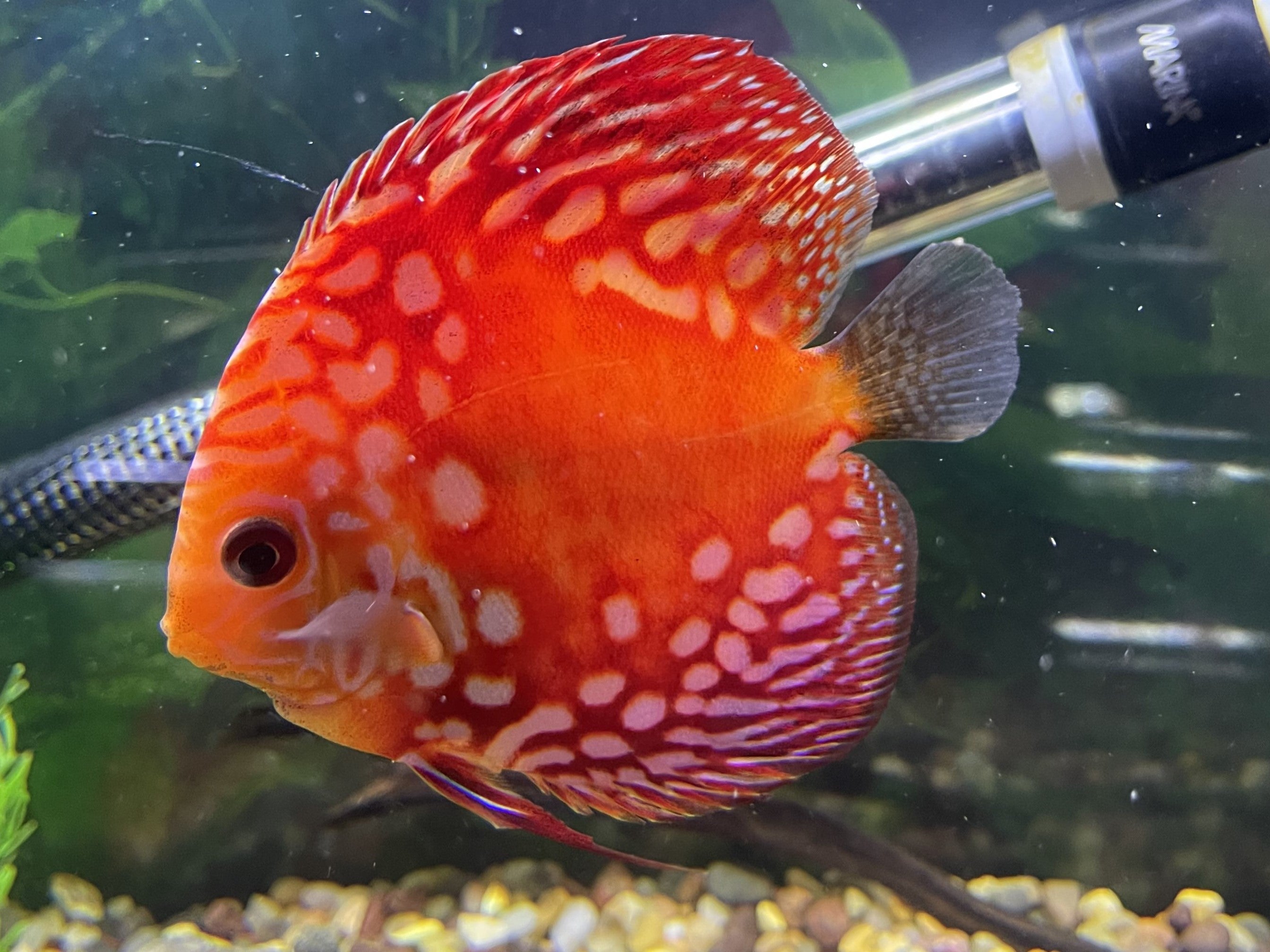 Red Rafflesia Discus