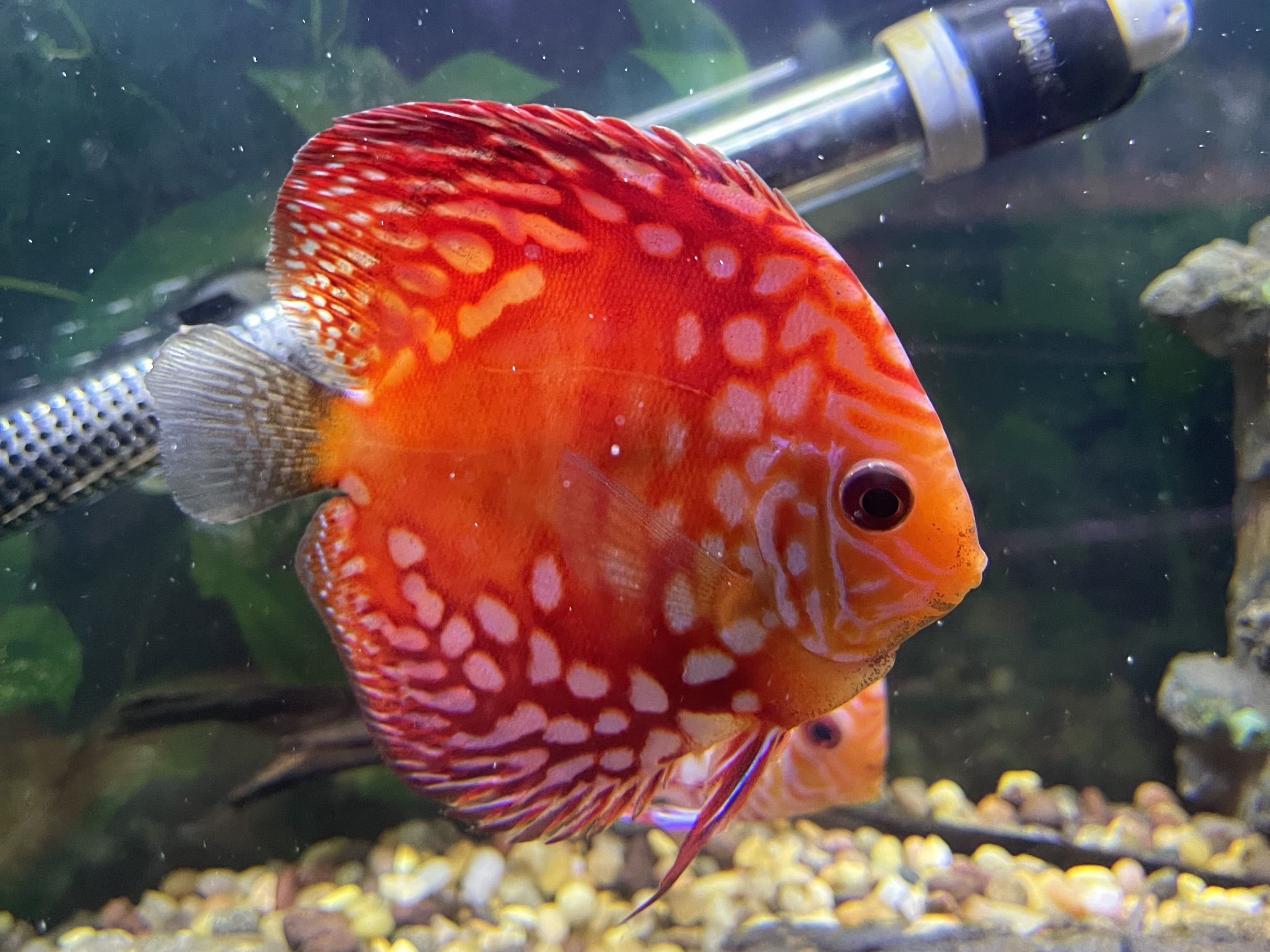 Red Rafflesia Discus