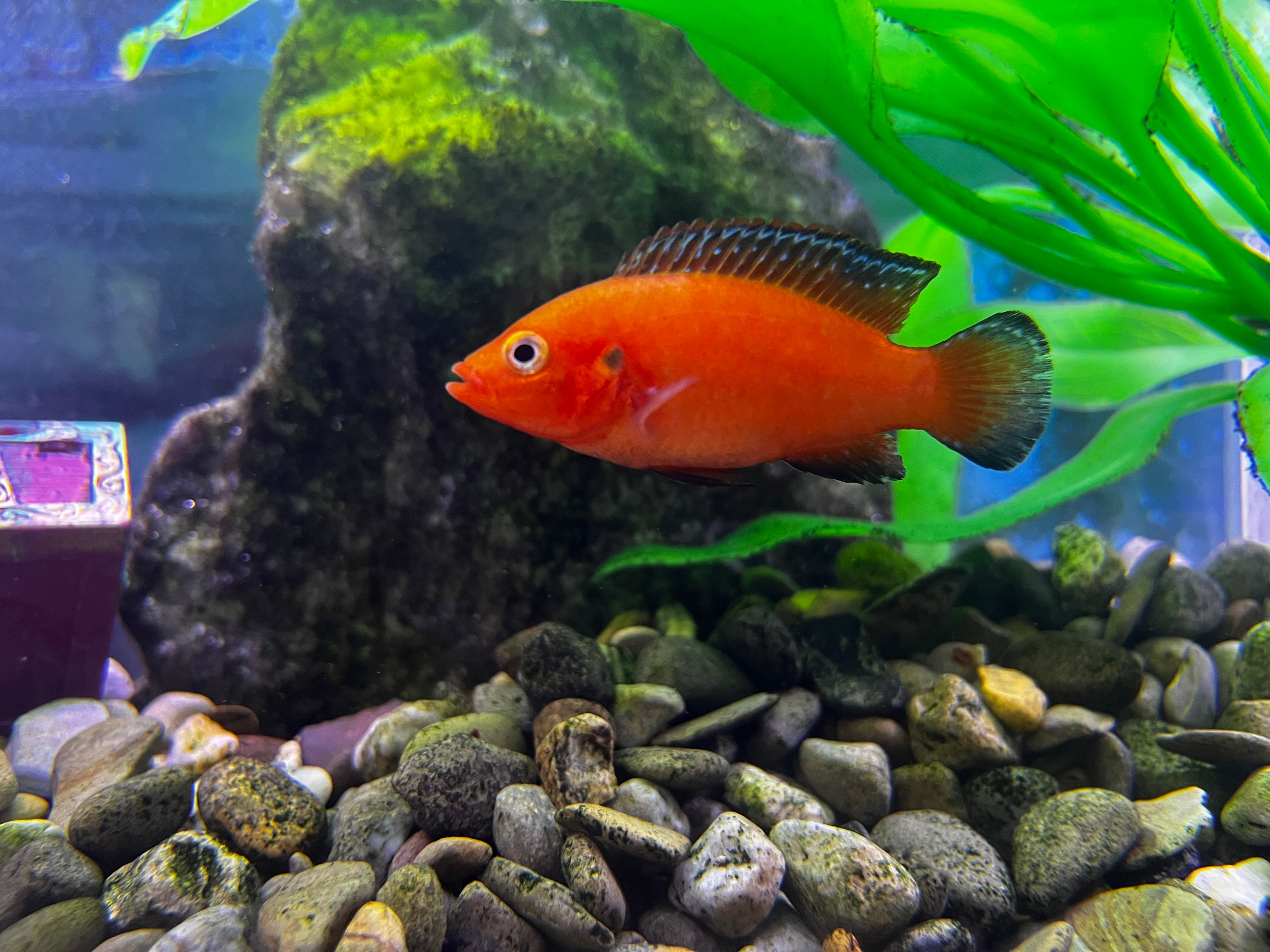 Super Red Jewel Cichlid
