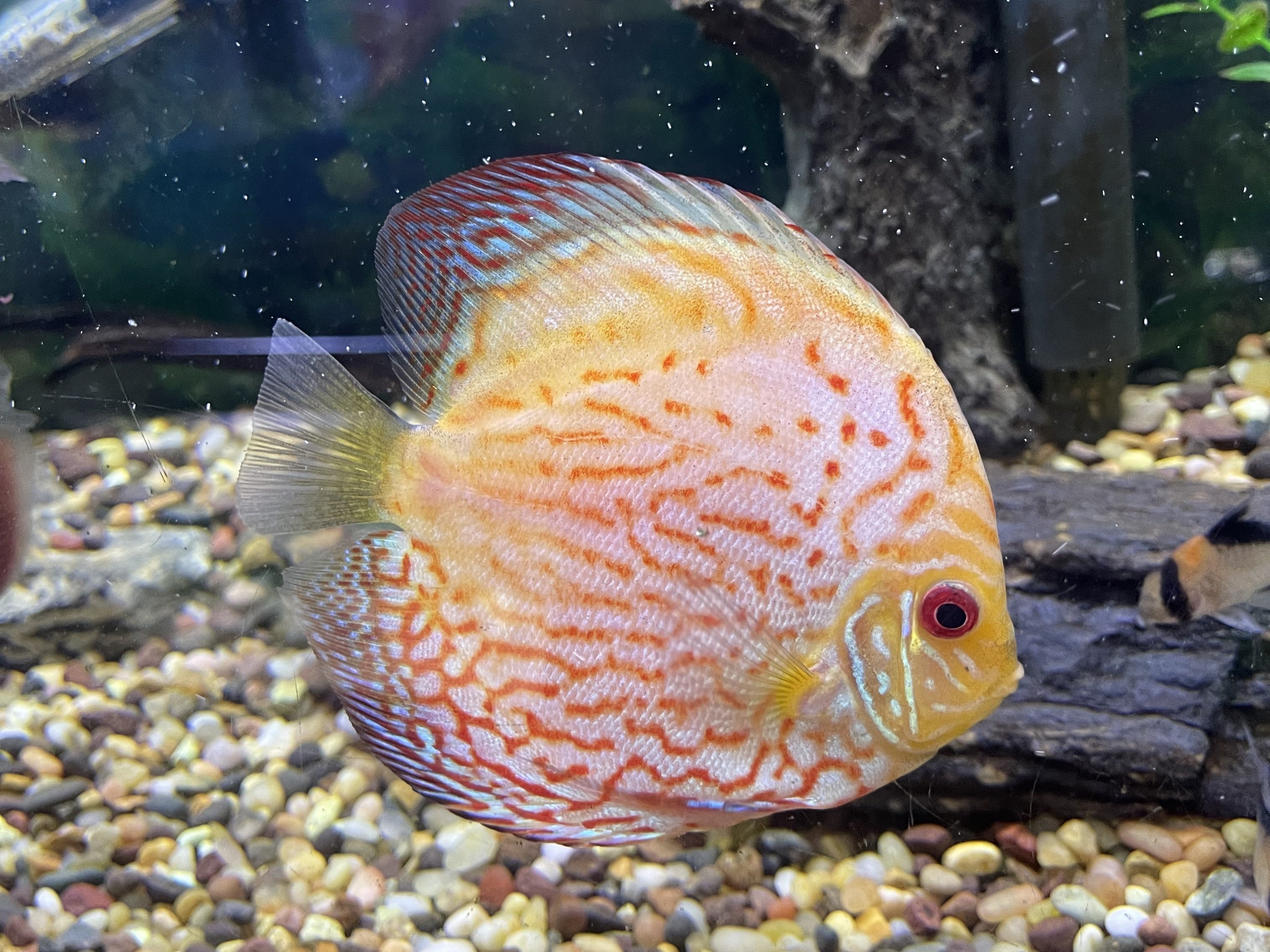 Yellow Panda Checkerboard Discus