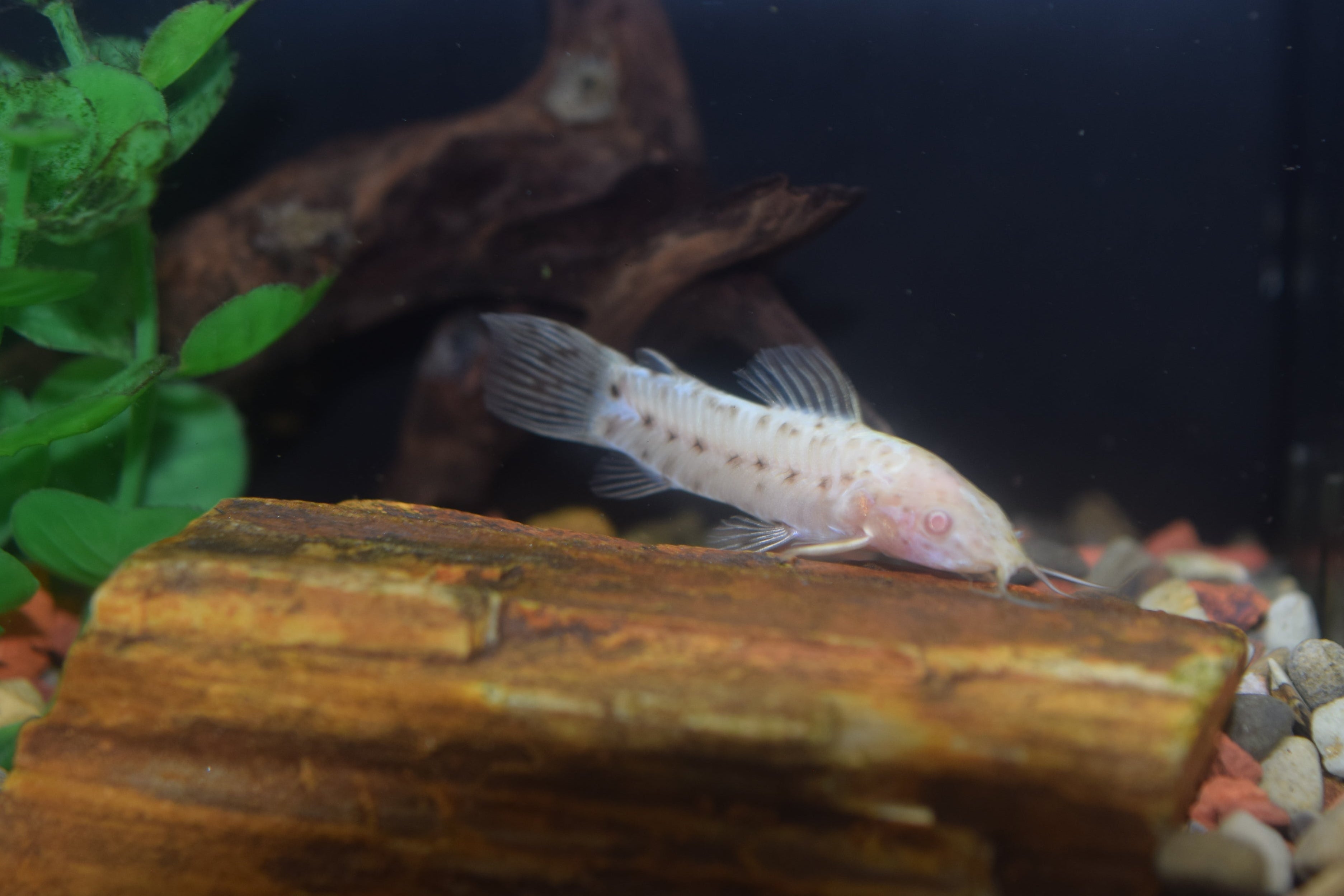 Albino Hoplo Catfish