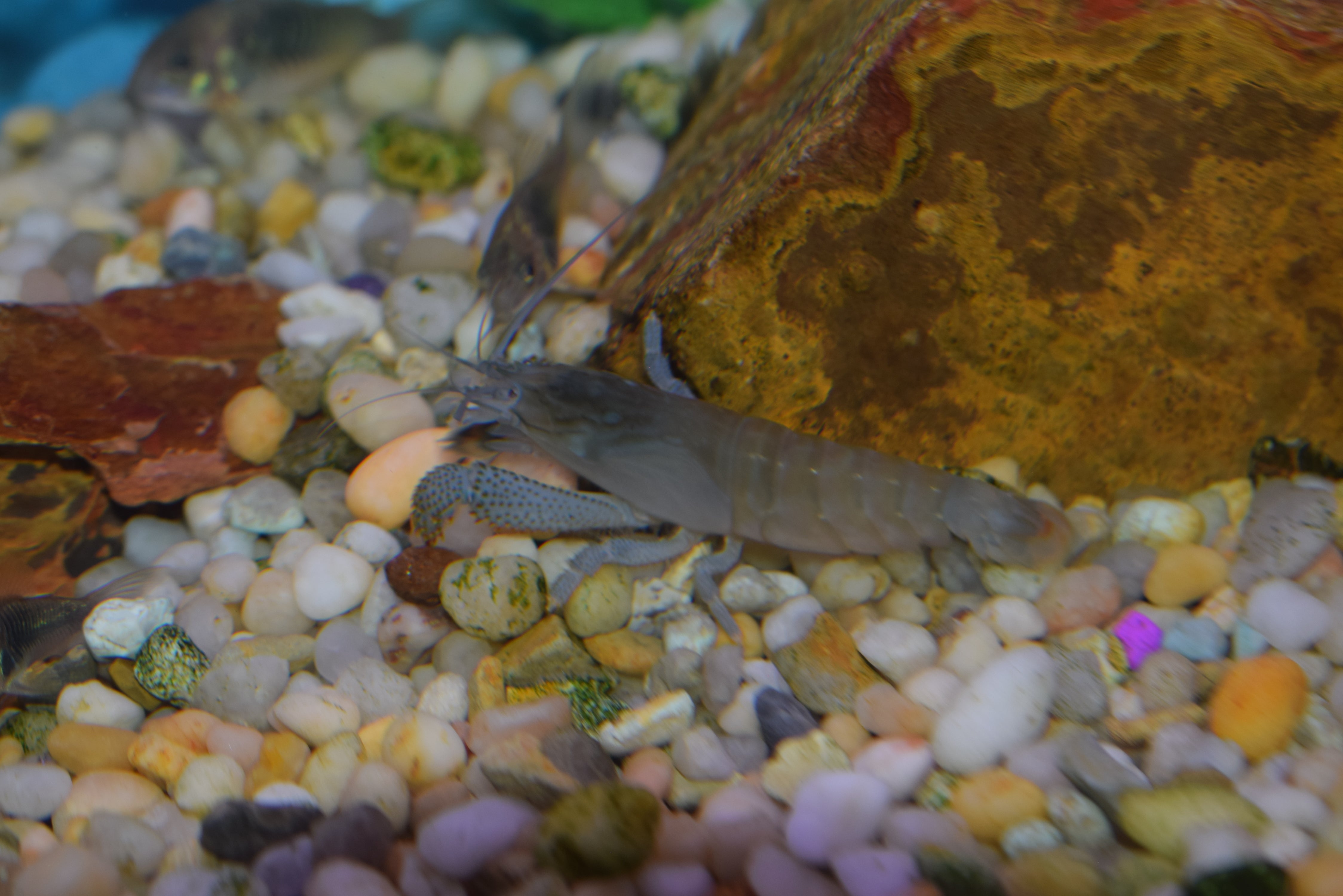 Atya Viper Shrimp