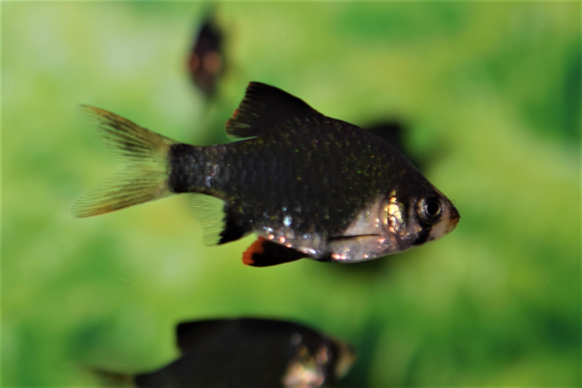 Green Tiger Barb