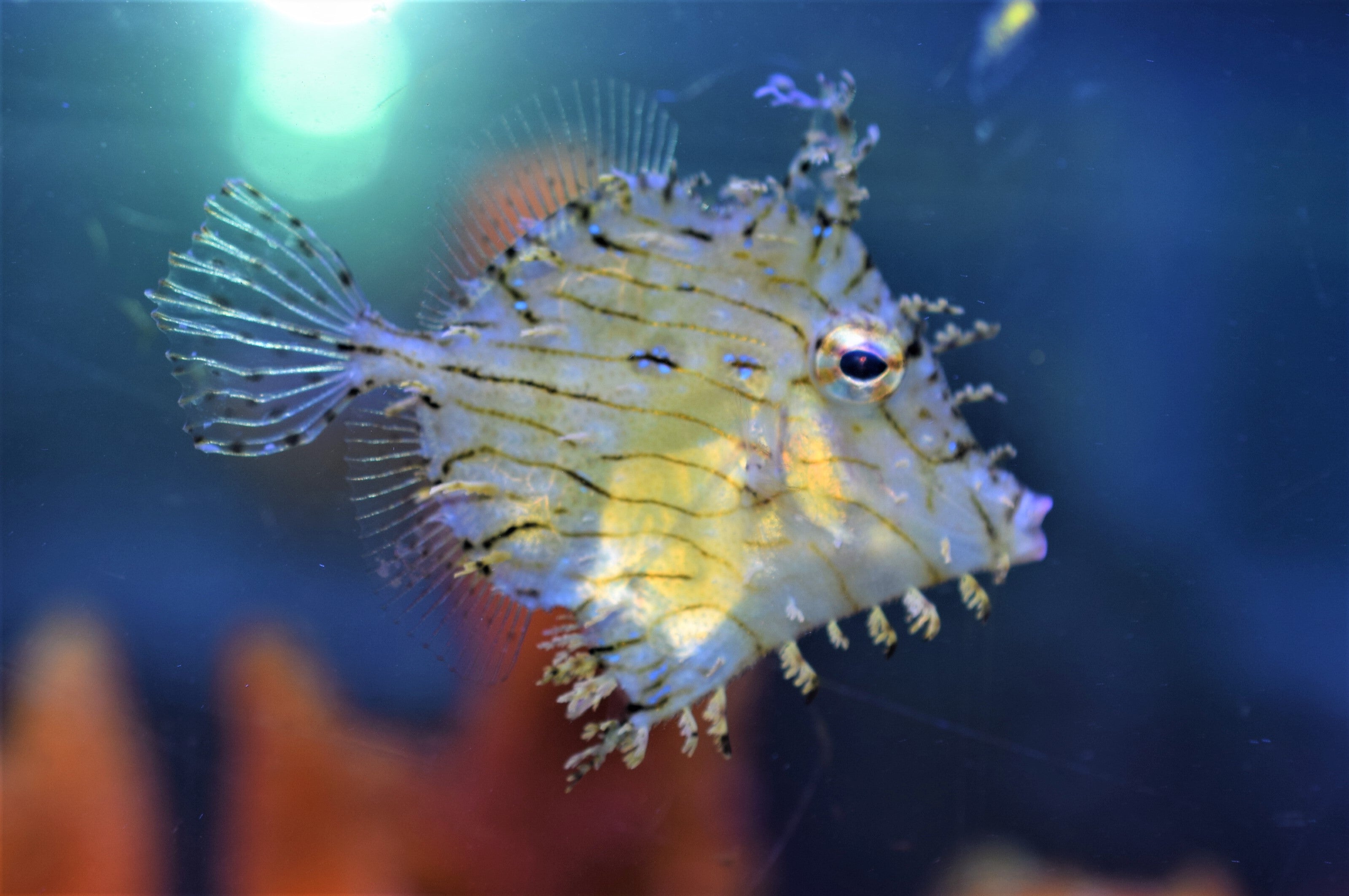 Tassel Filefish