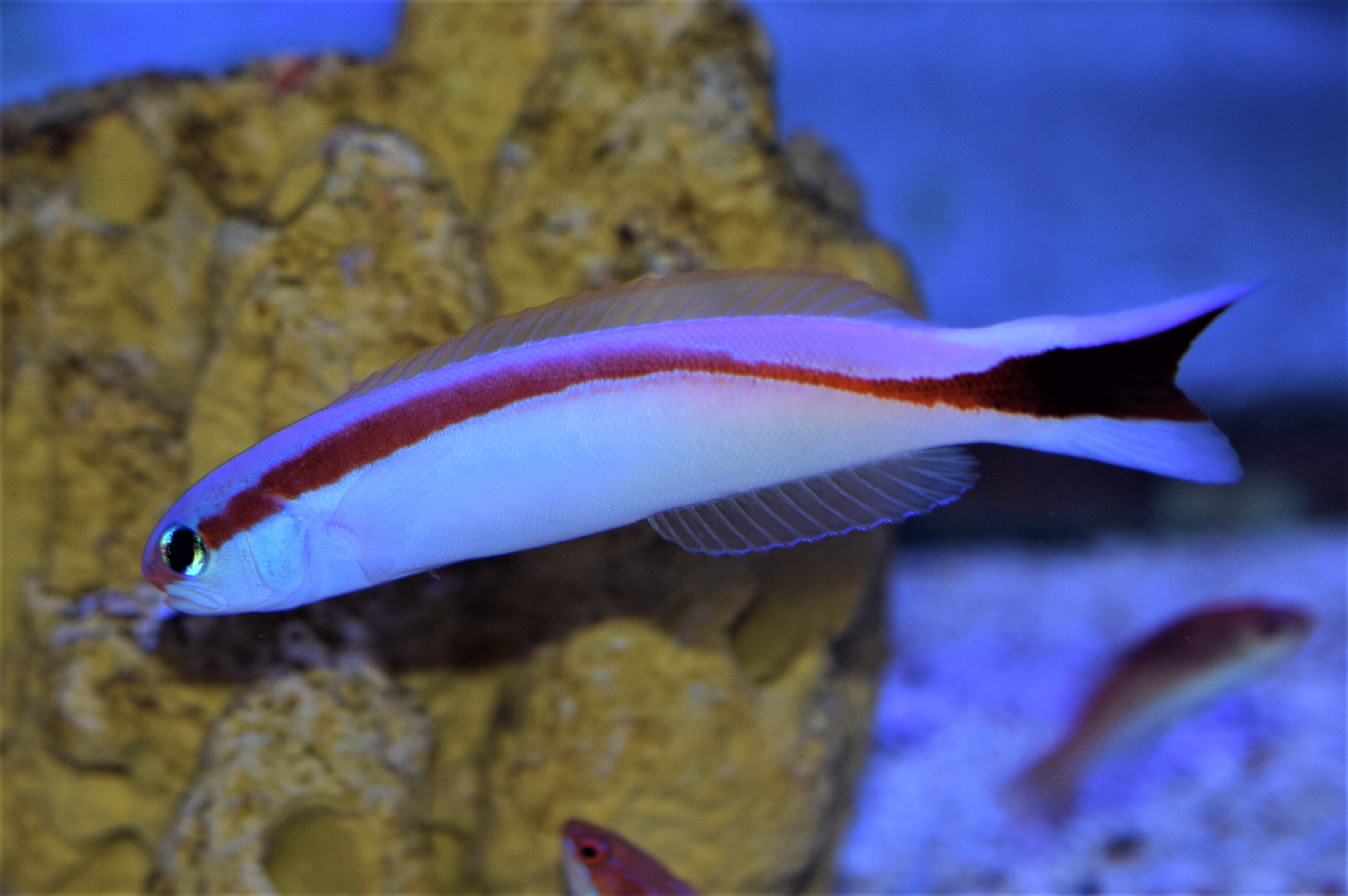 Skunk Tilefish