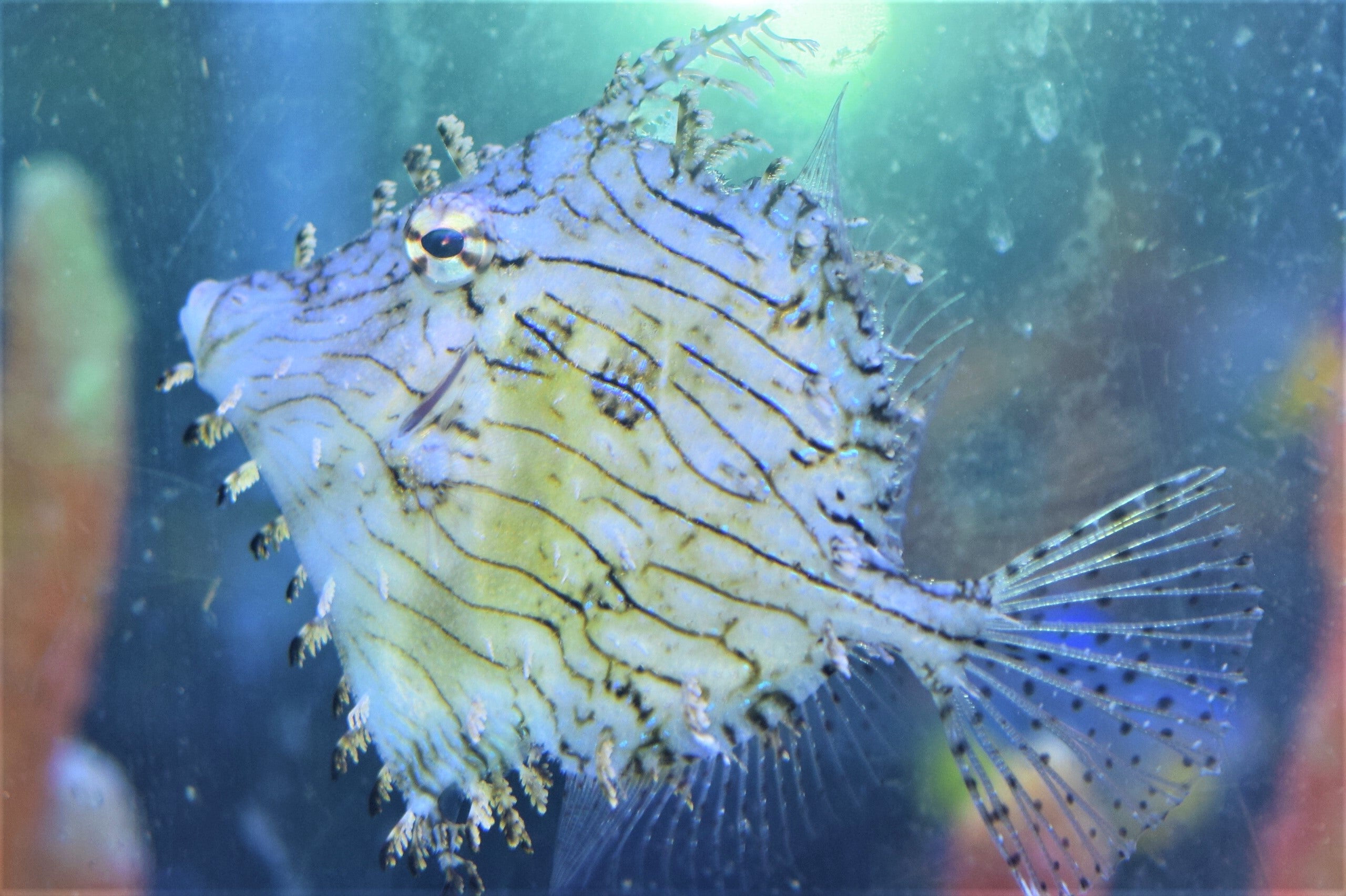 Tassel Filefish