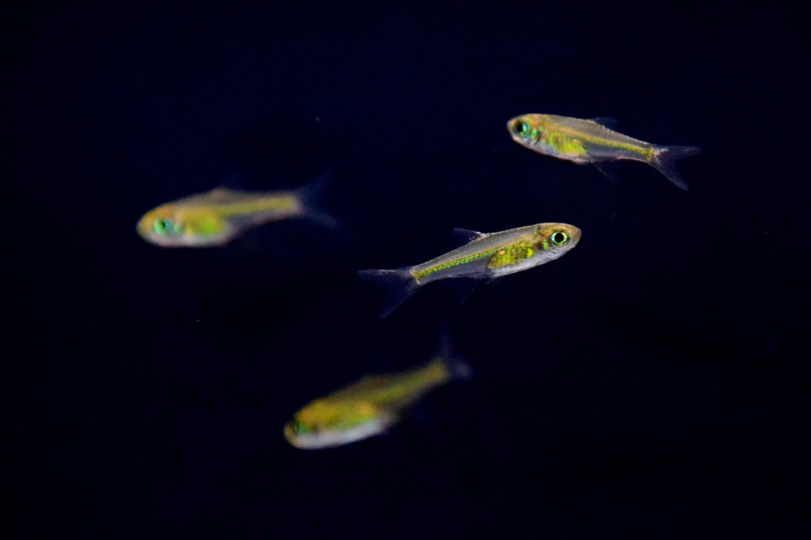 Neon Green Rasbora