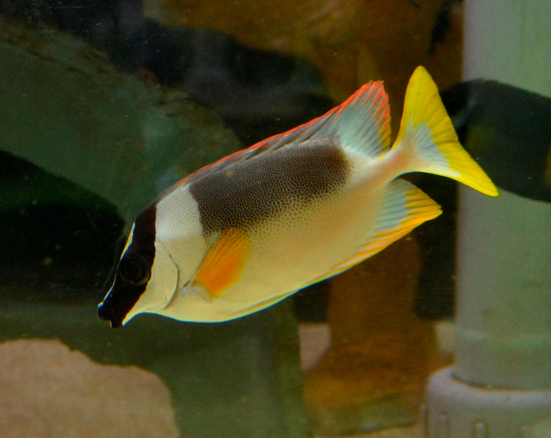 Metallic Foxface