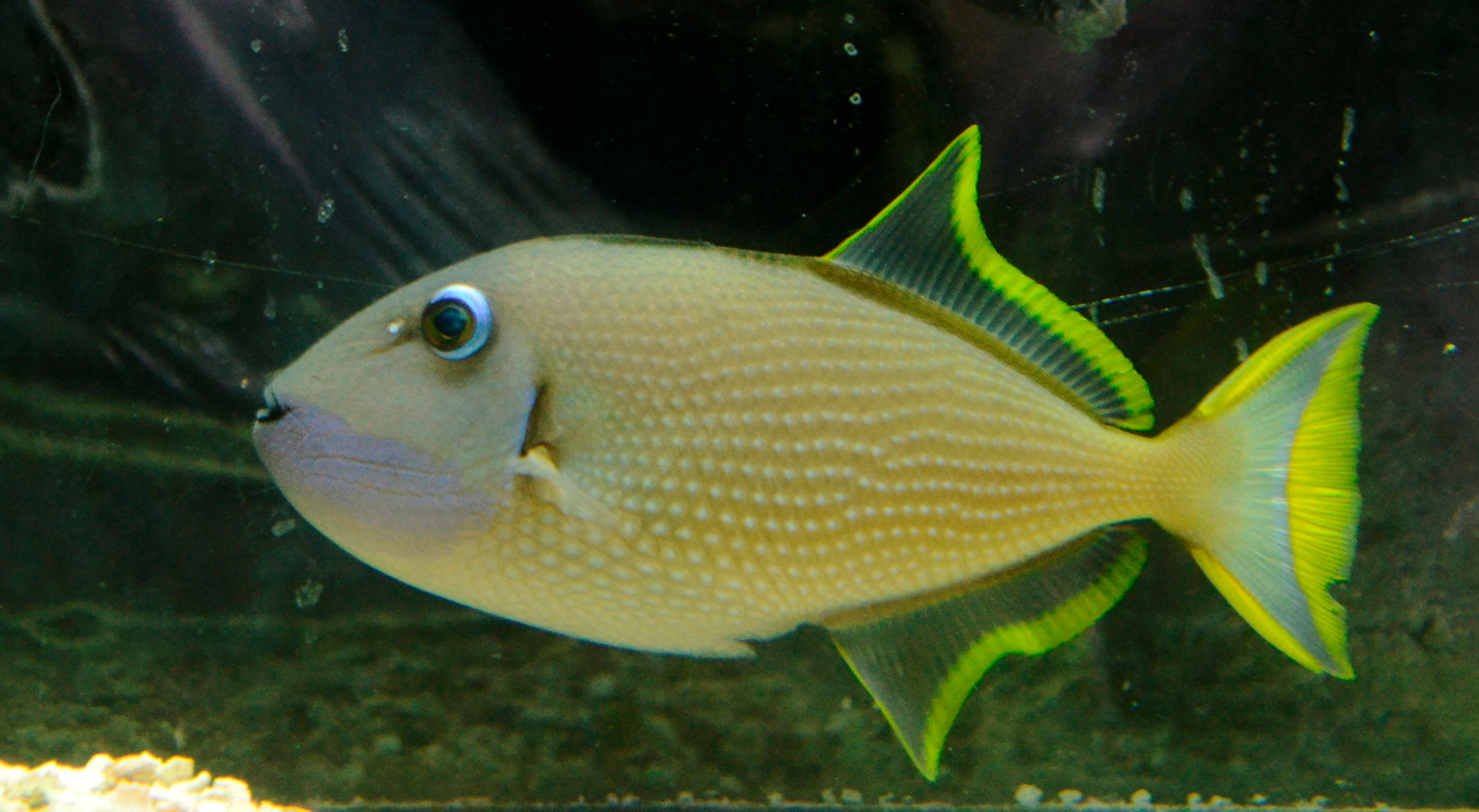 Blue Jaw (Blue Throat) Trigger