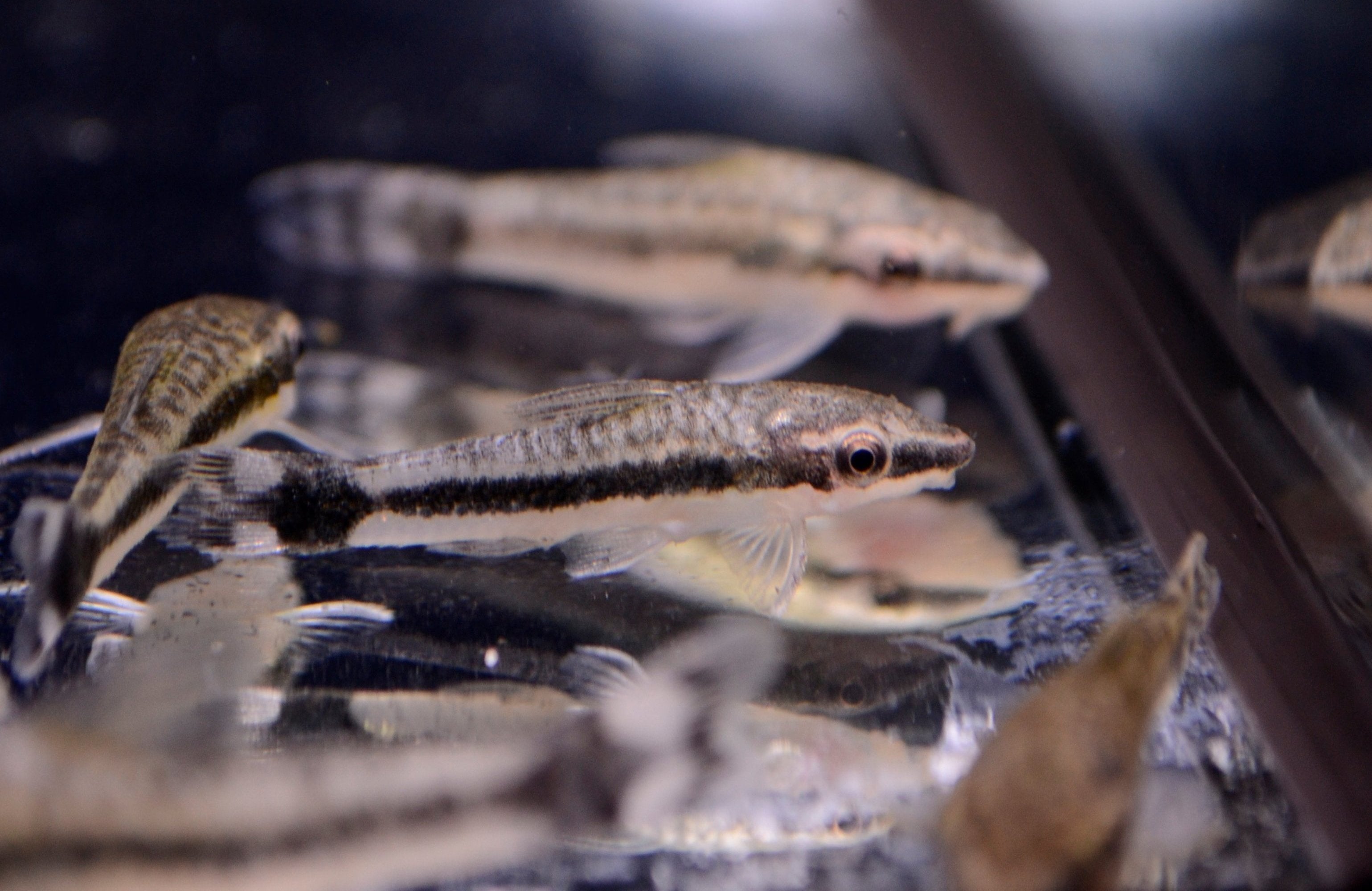 Otocinclus Catfish