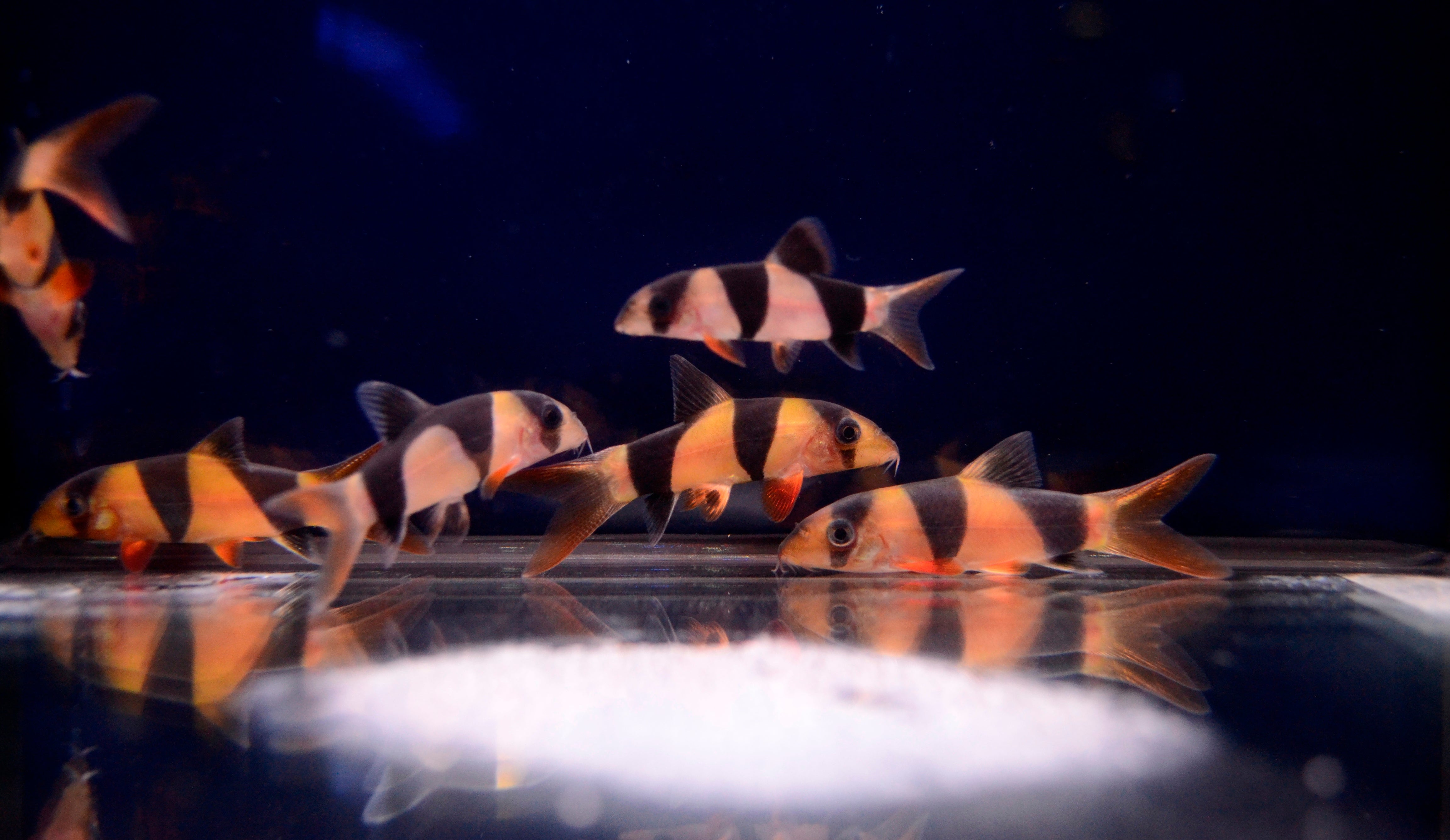 Clown Loach (Tiger Botia)