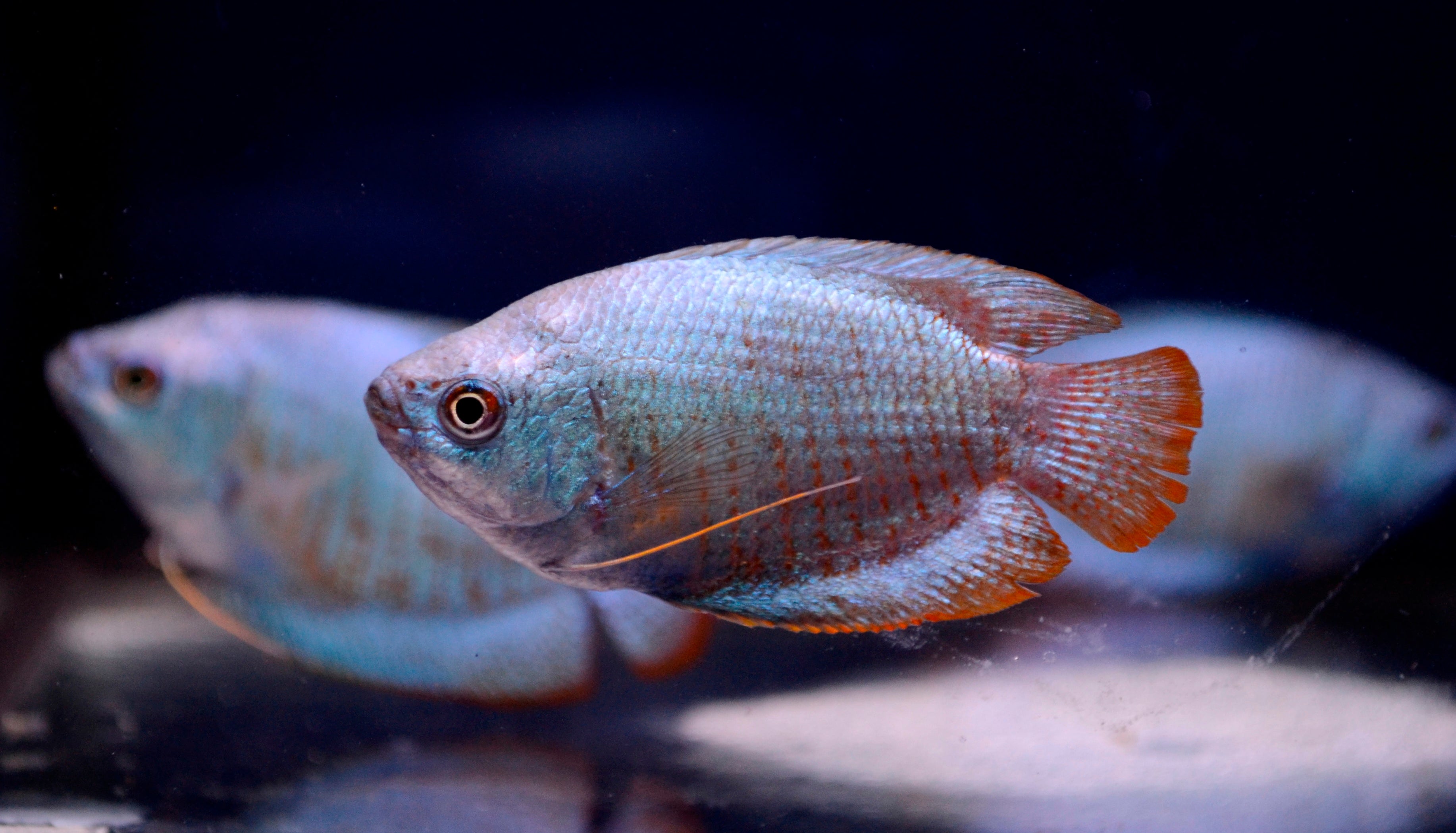 Powder Blue Dwarf Gourami