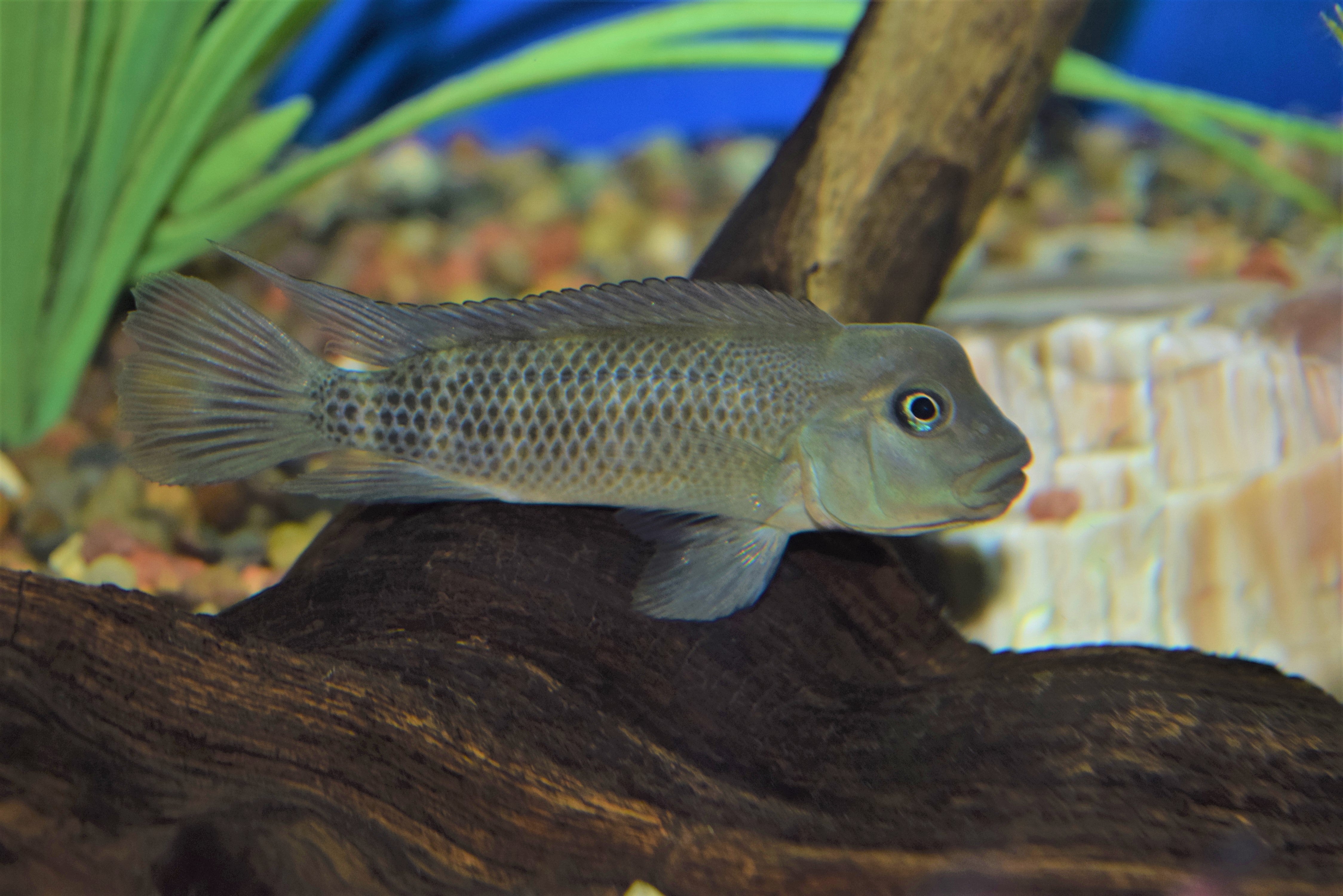 Buffalo Head Cichlid