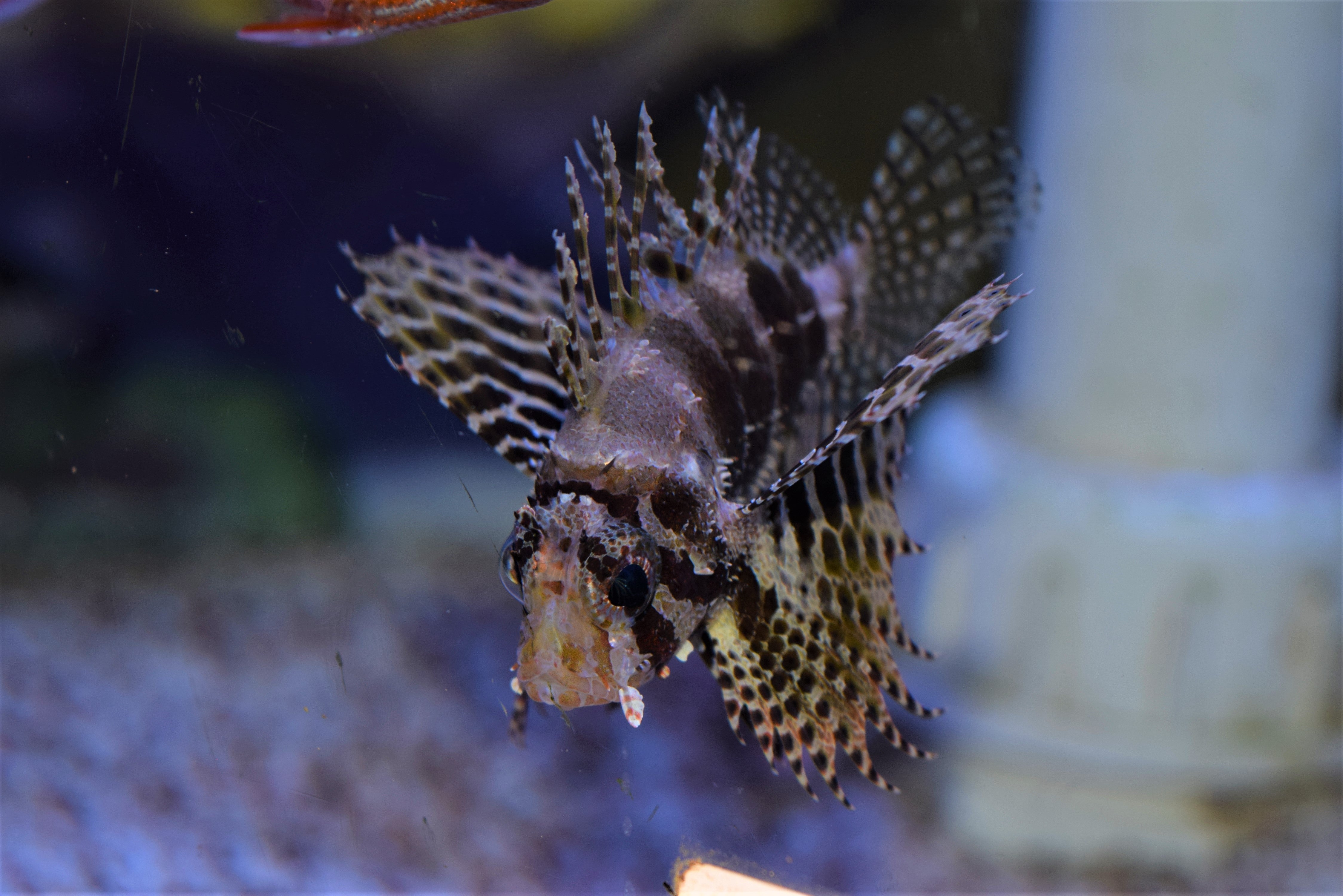 Fuzzy Dwarf Lionfish