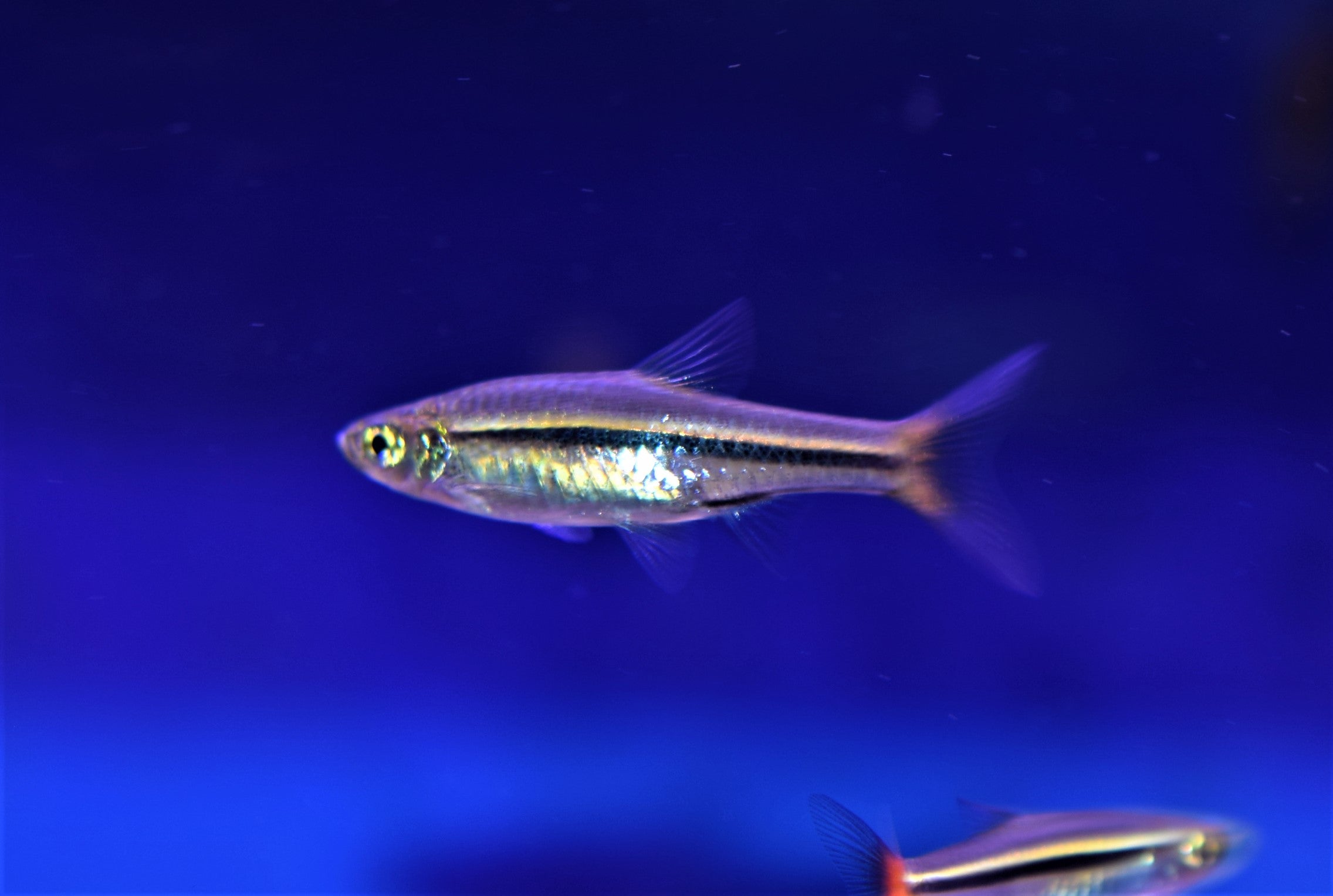 Brilliant Rasbora