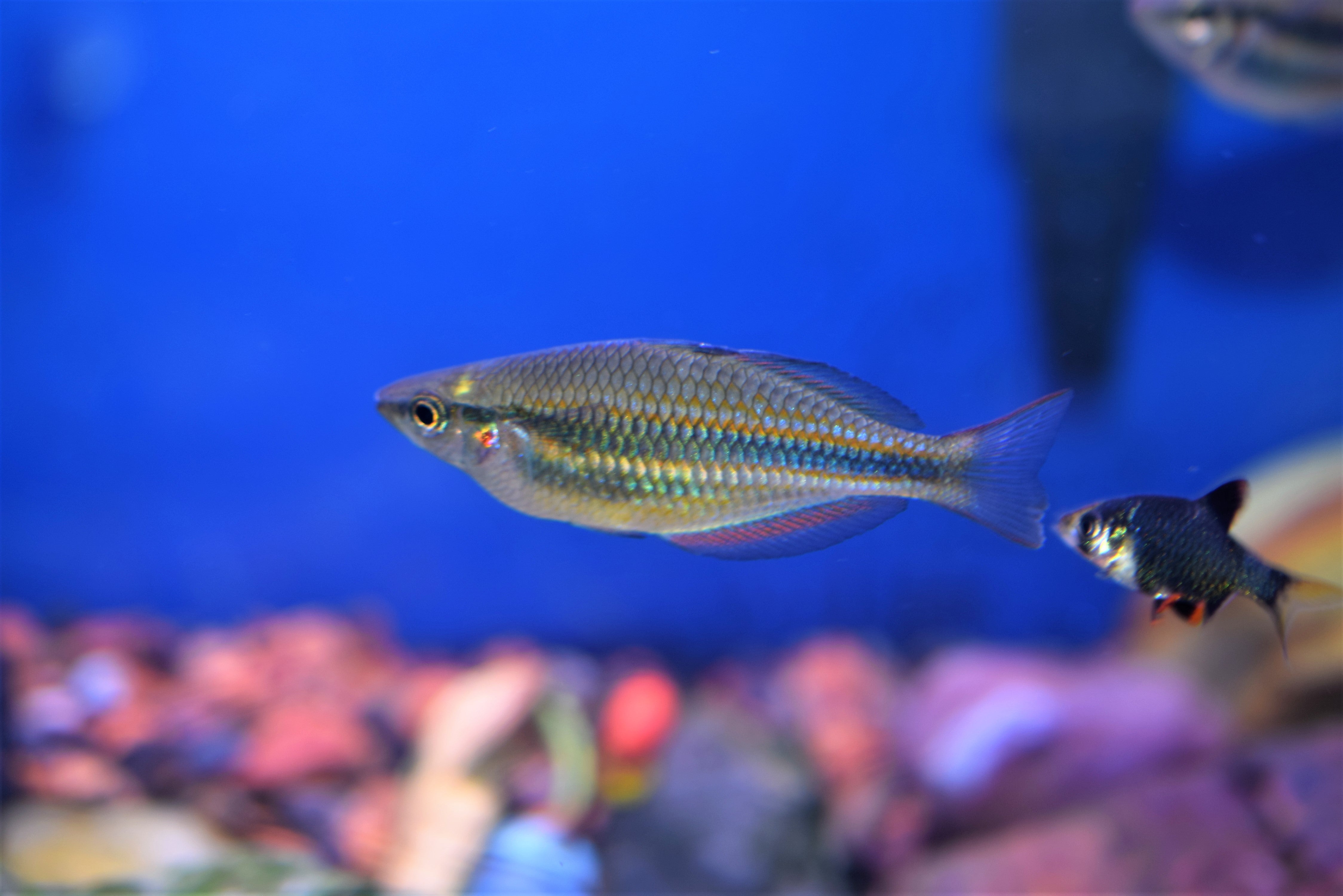 Goyder River Rainbow