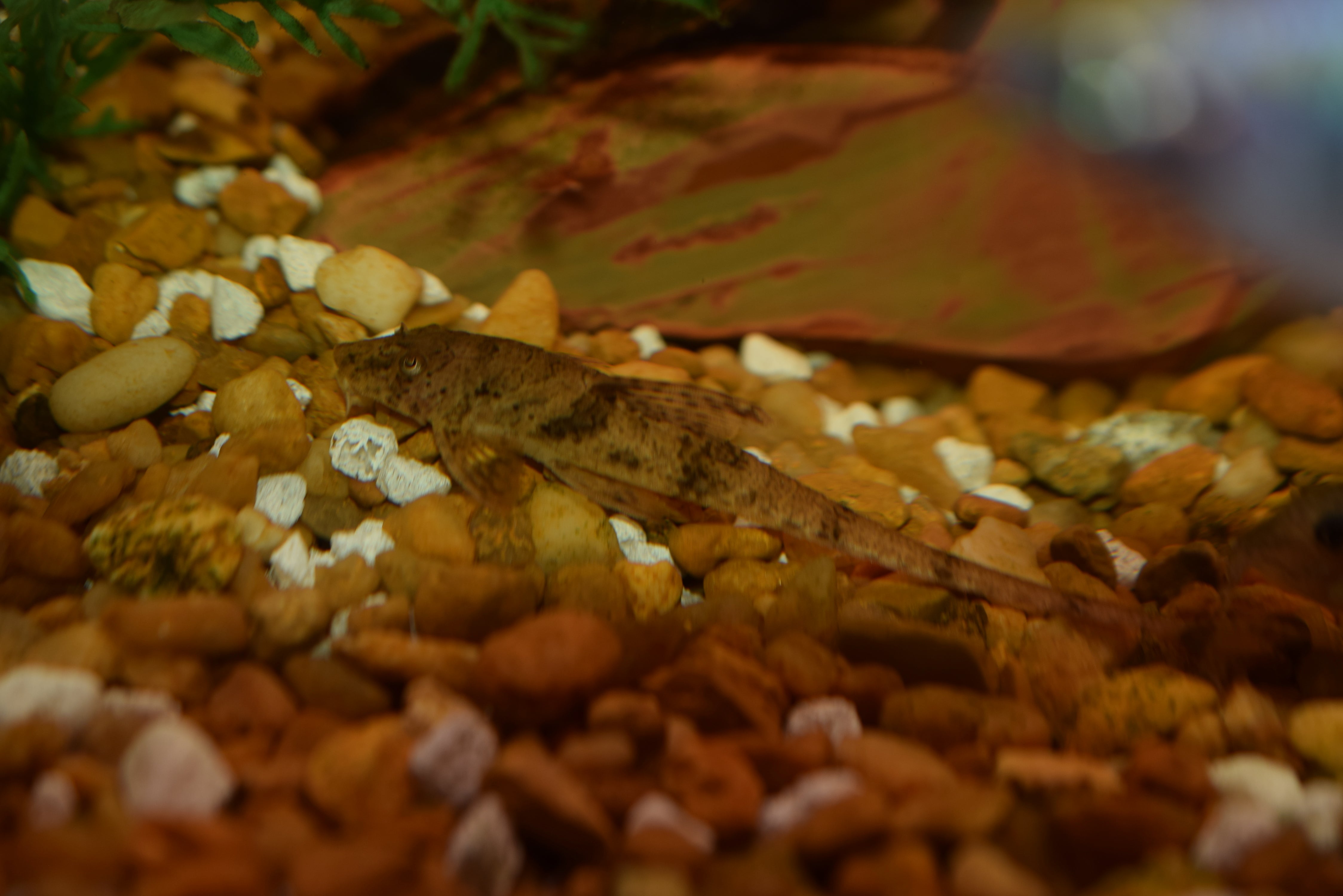 Whiptail Catfish