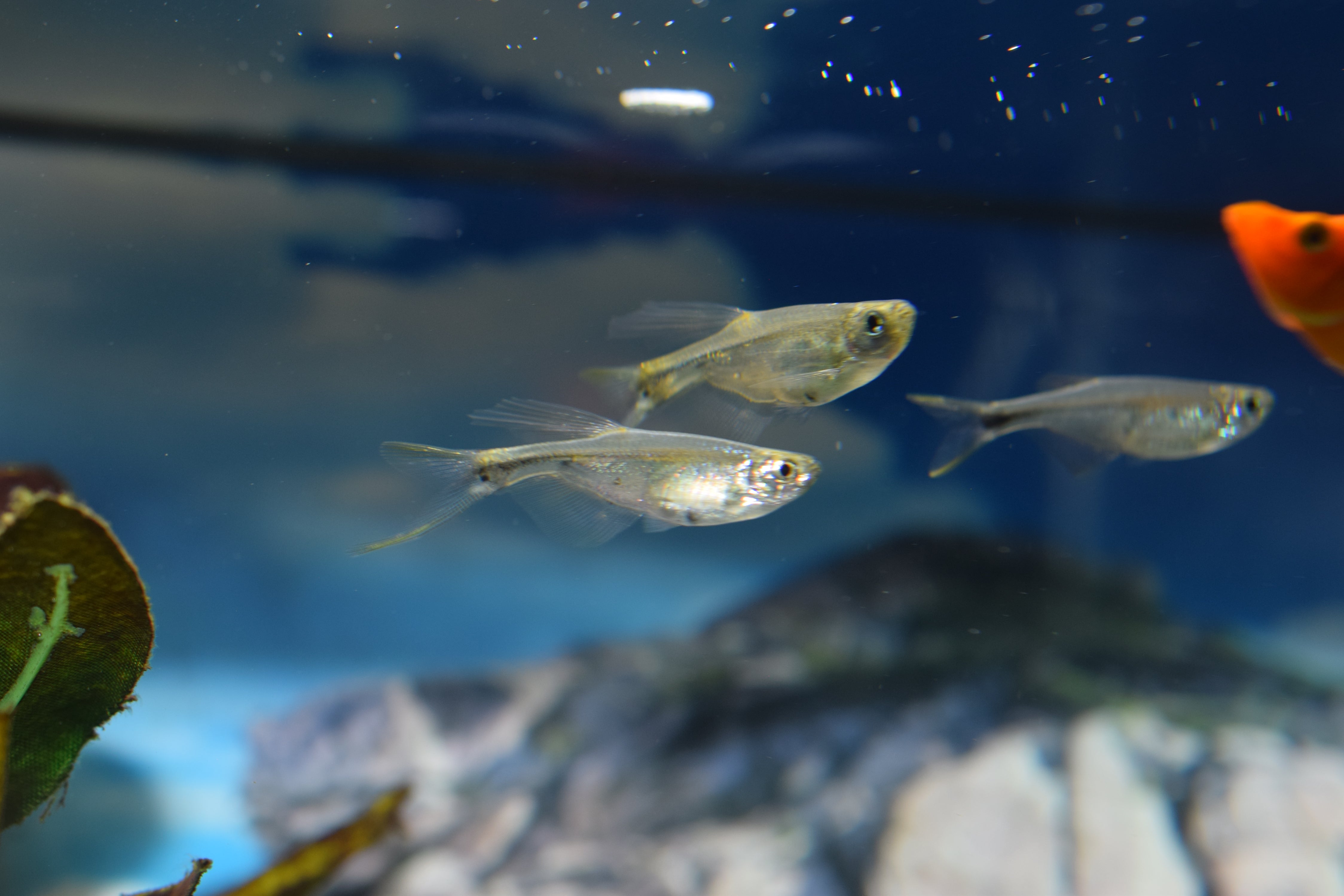 Swordtail Tetra