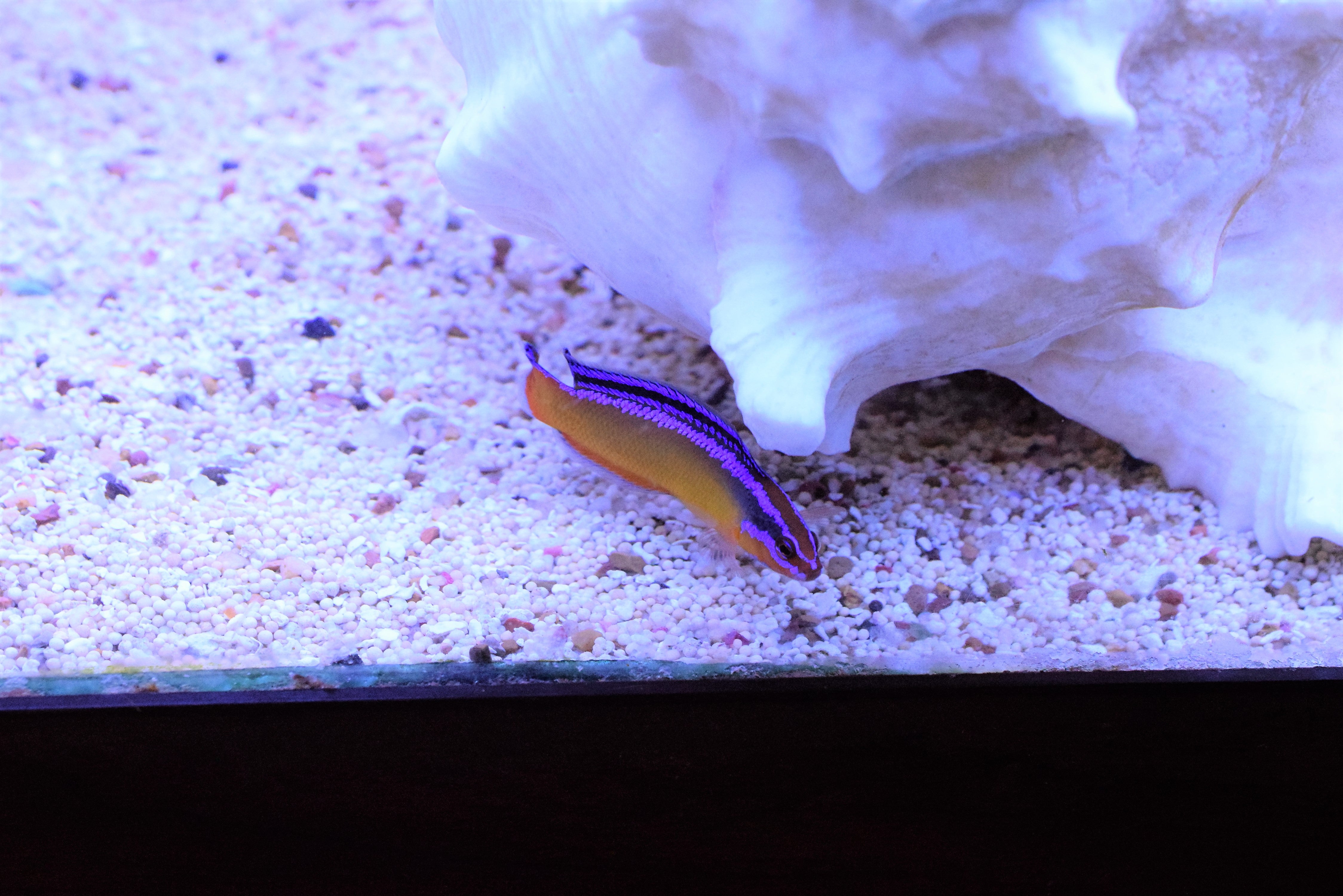 Dutoiti Pseudochromis