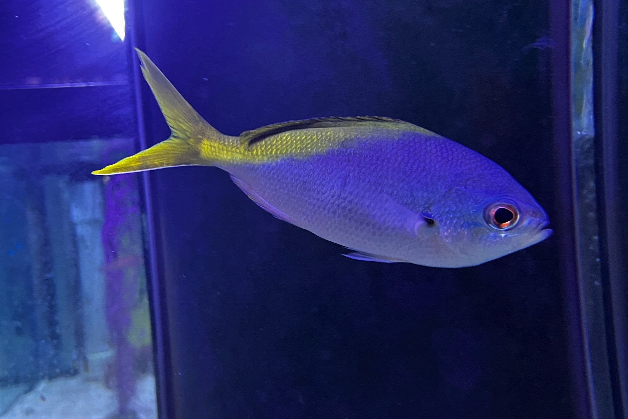 Blue and Yellow Fusilier