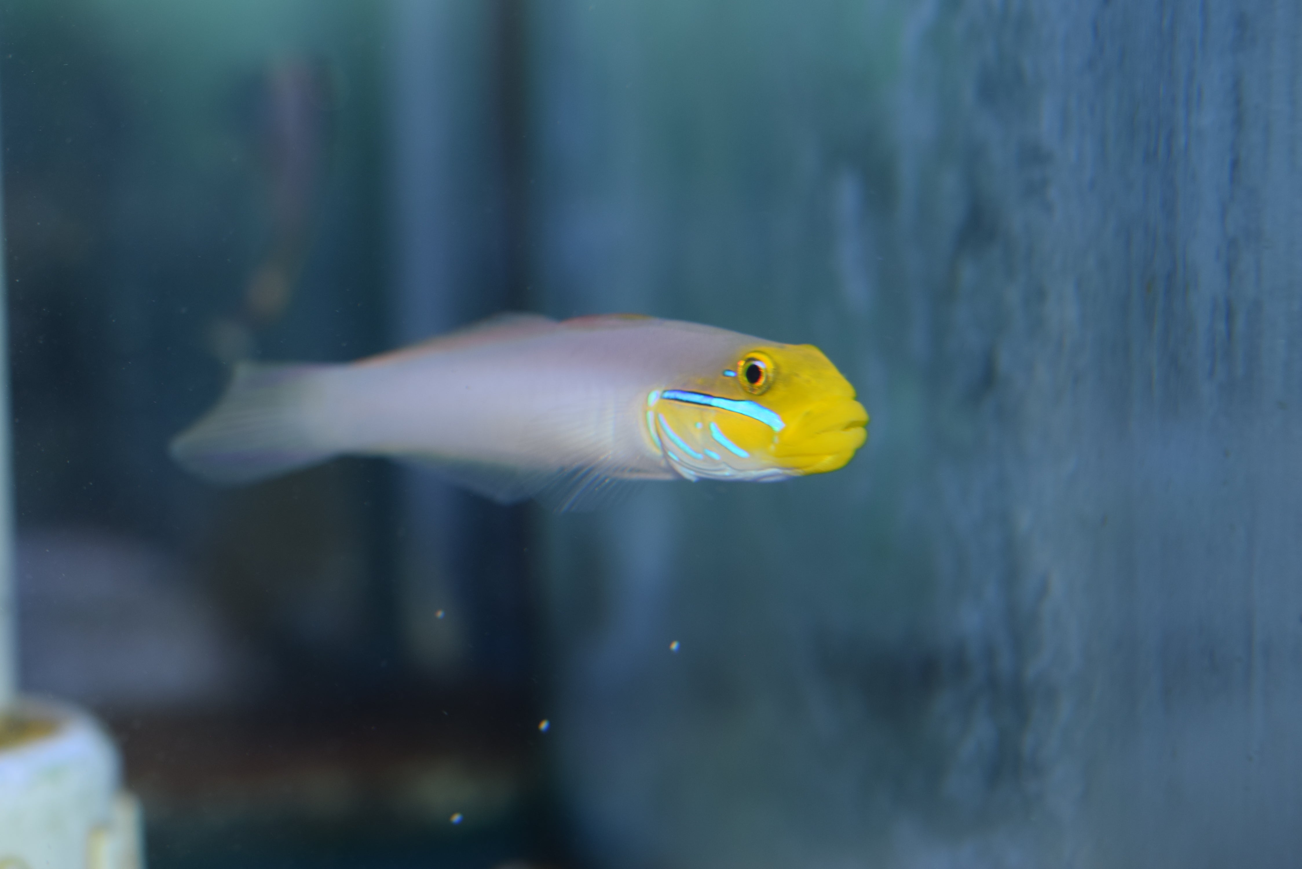 Gold Head Sleeper Goby