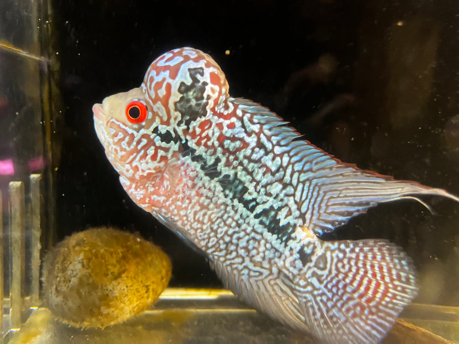 Female Flowerhorn Fish For Sale