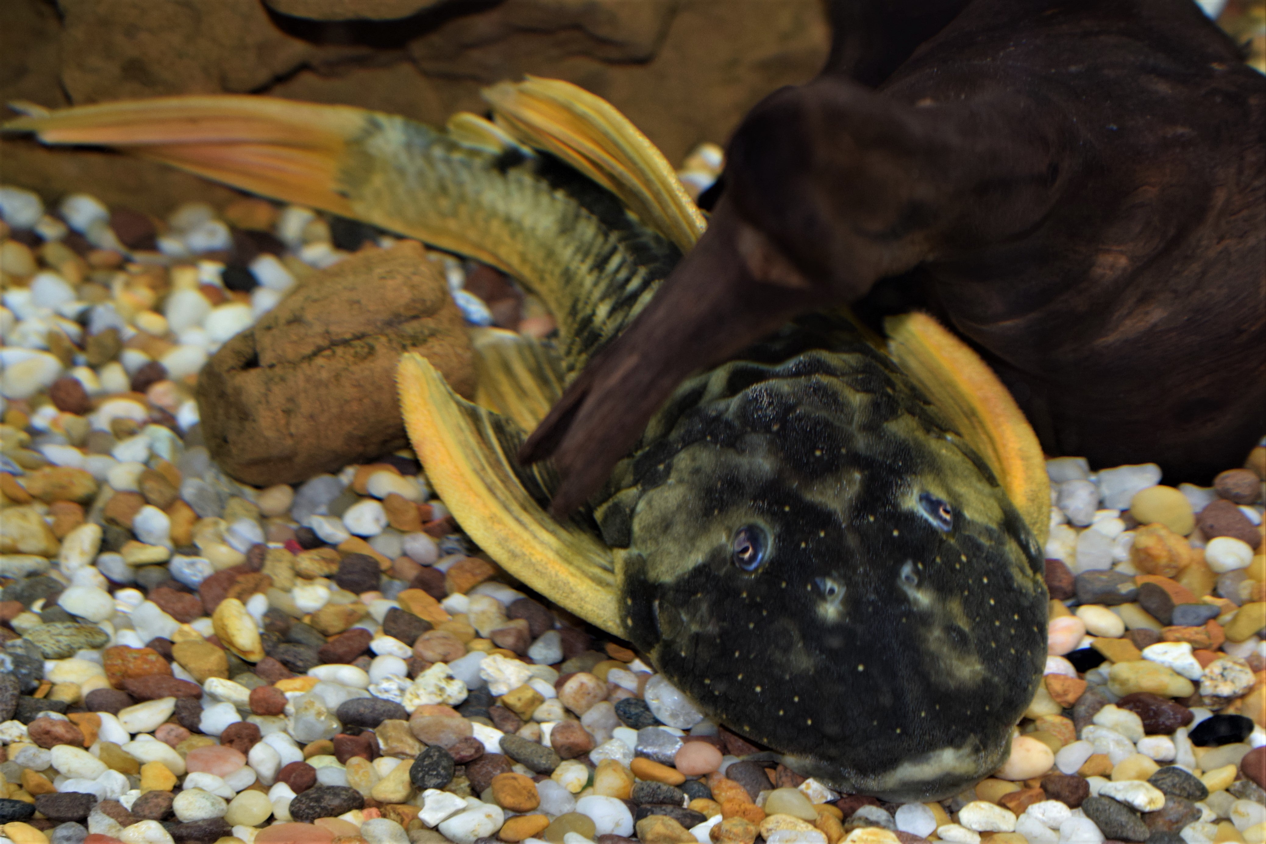 Luteus Pleco
