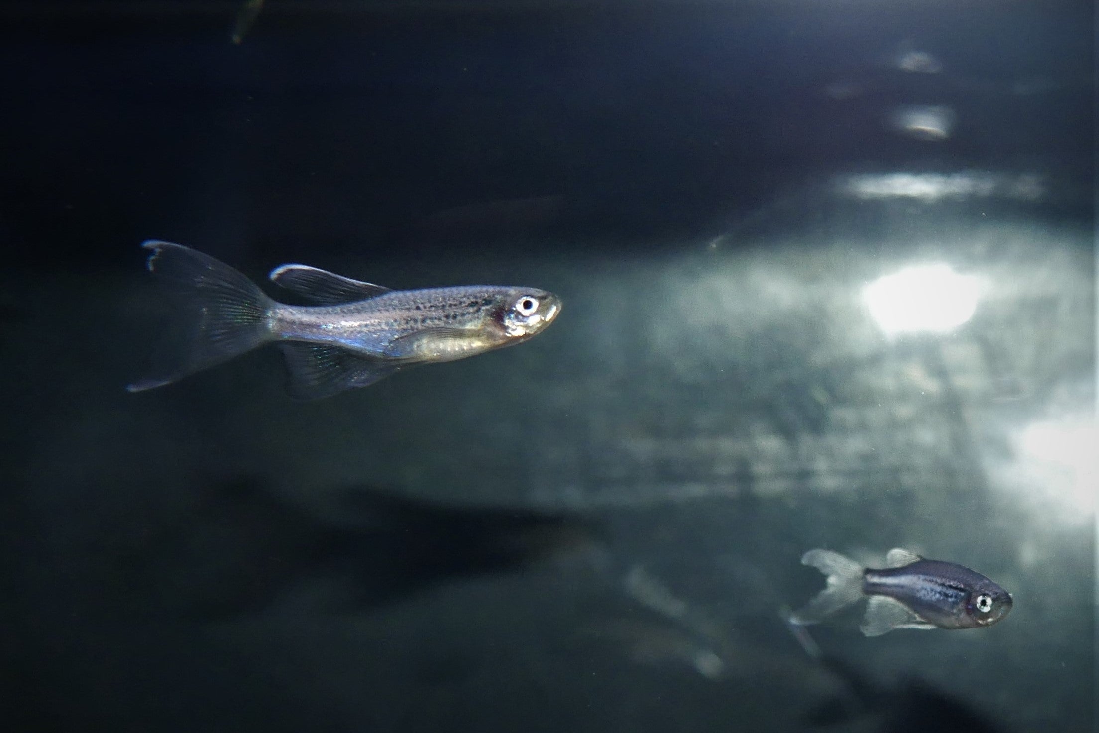 Longfin Leopard Danio