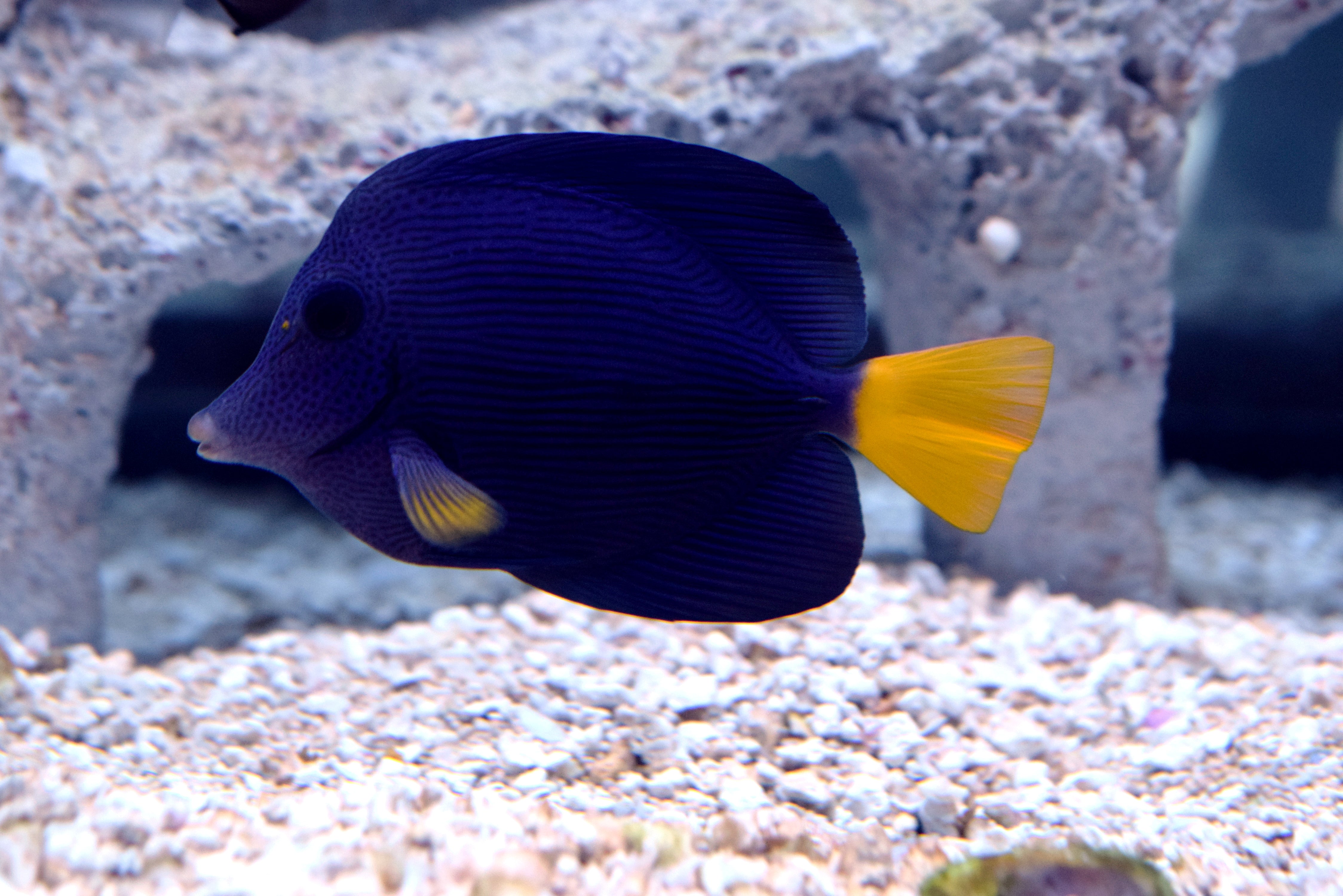Purple Tang