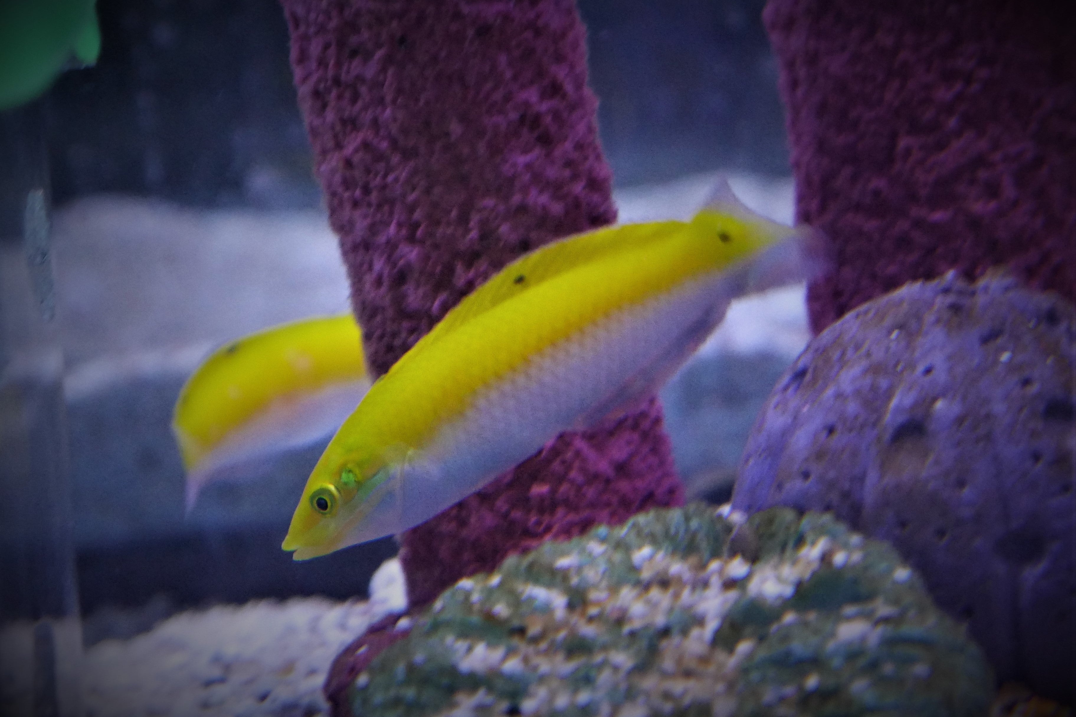 Yellow Coris Wrasse