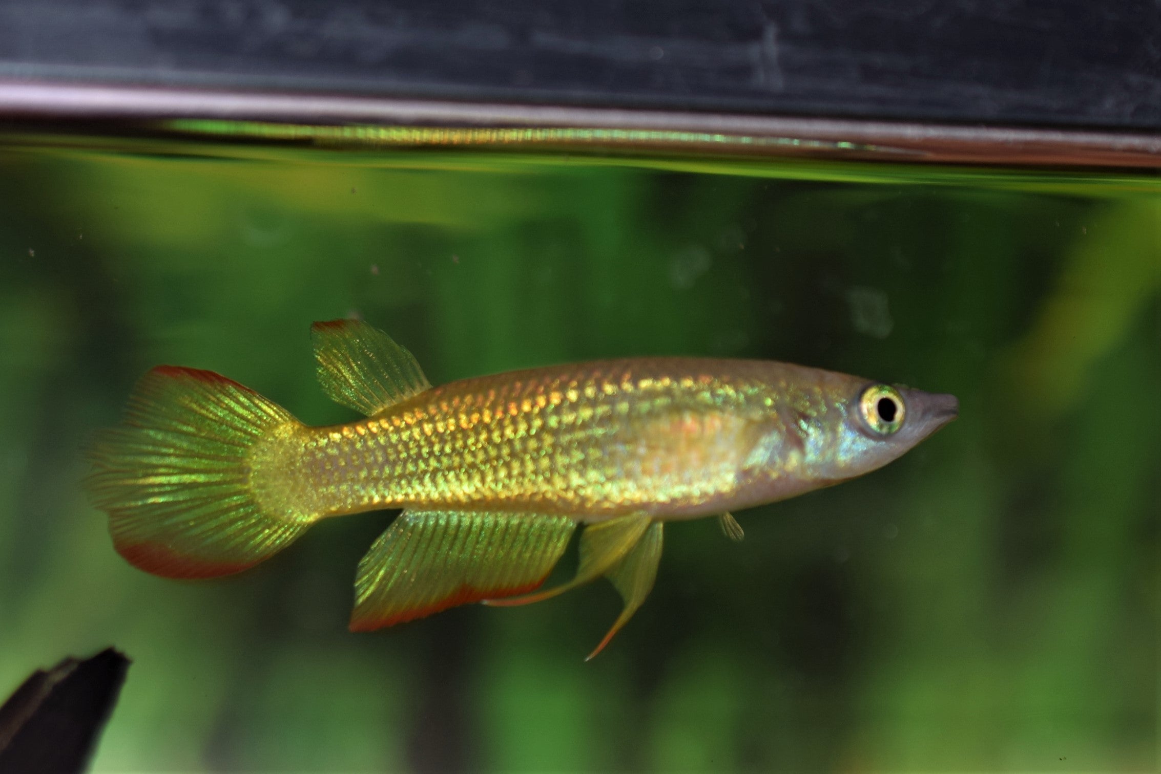 Yellow Panchax Killifish Pair