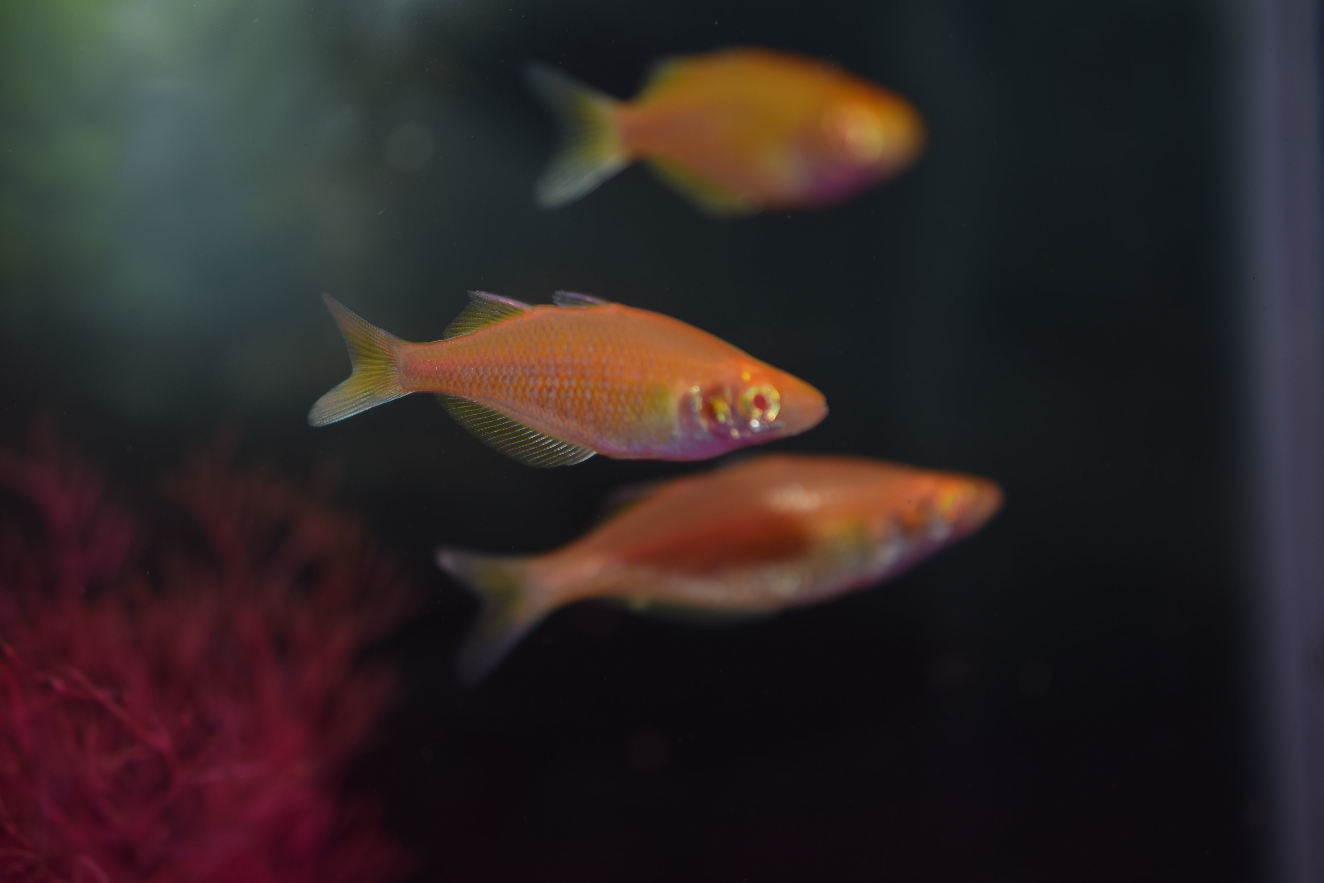 Albino Millenium Rainbow