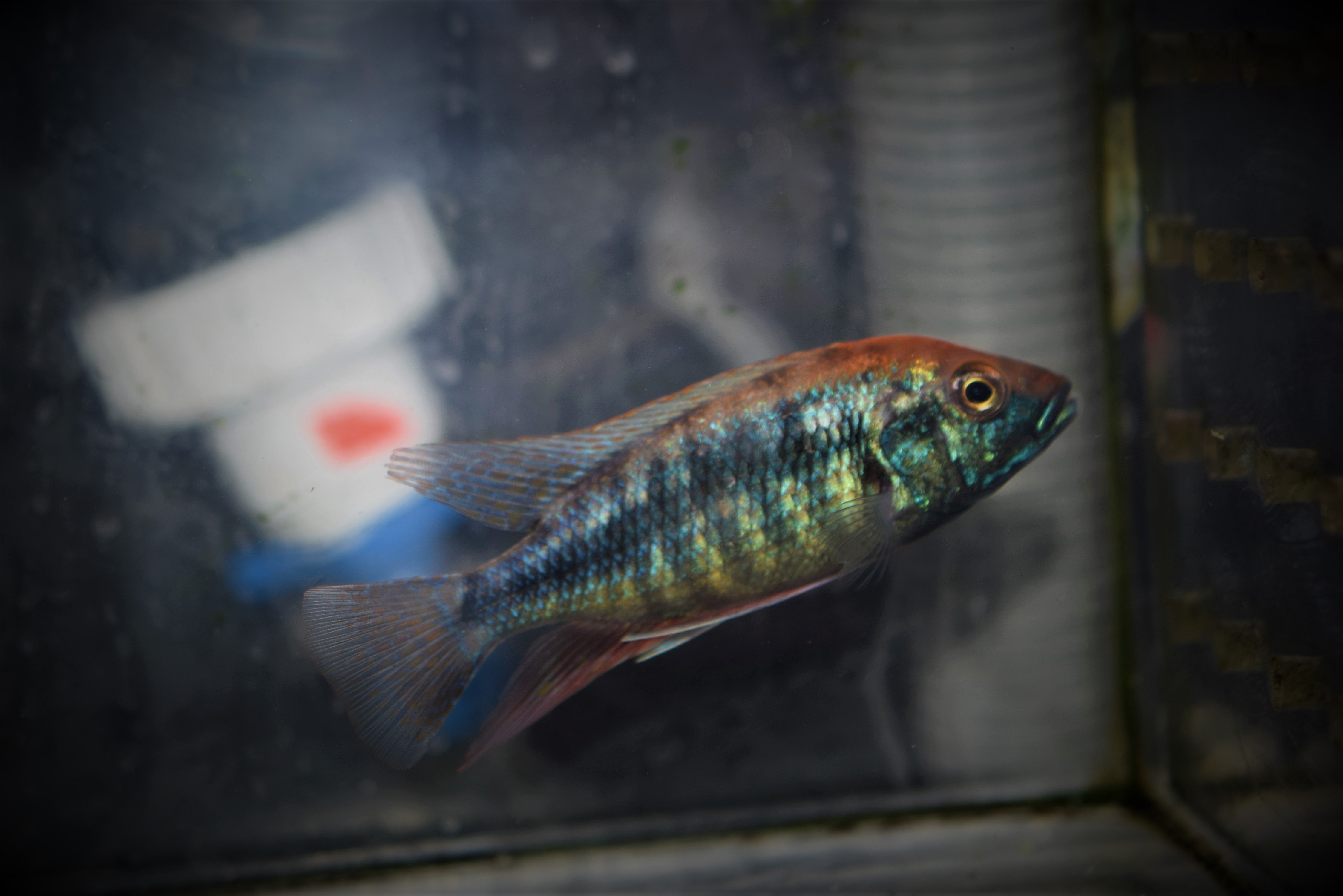 Apache Peacock